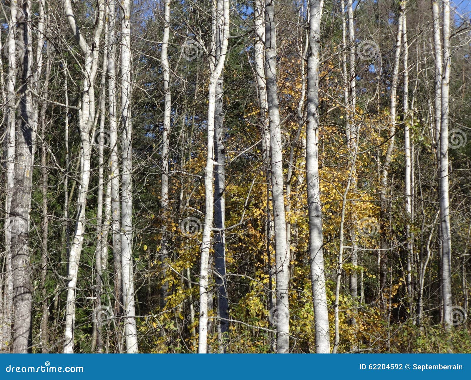 Alder fall scene stock photo. Image of north, beautiful - 62204592