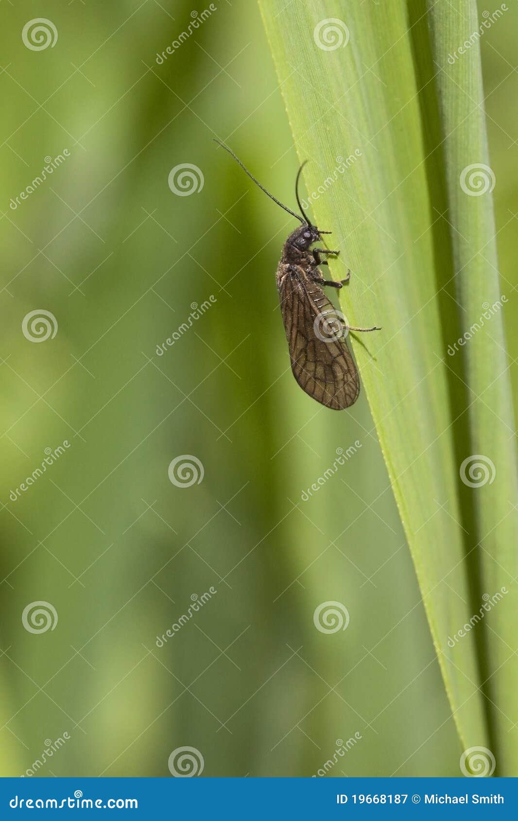 Alder fly stock image. Image of insect, flora, nature - 19668187