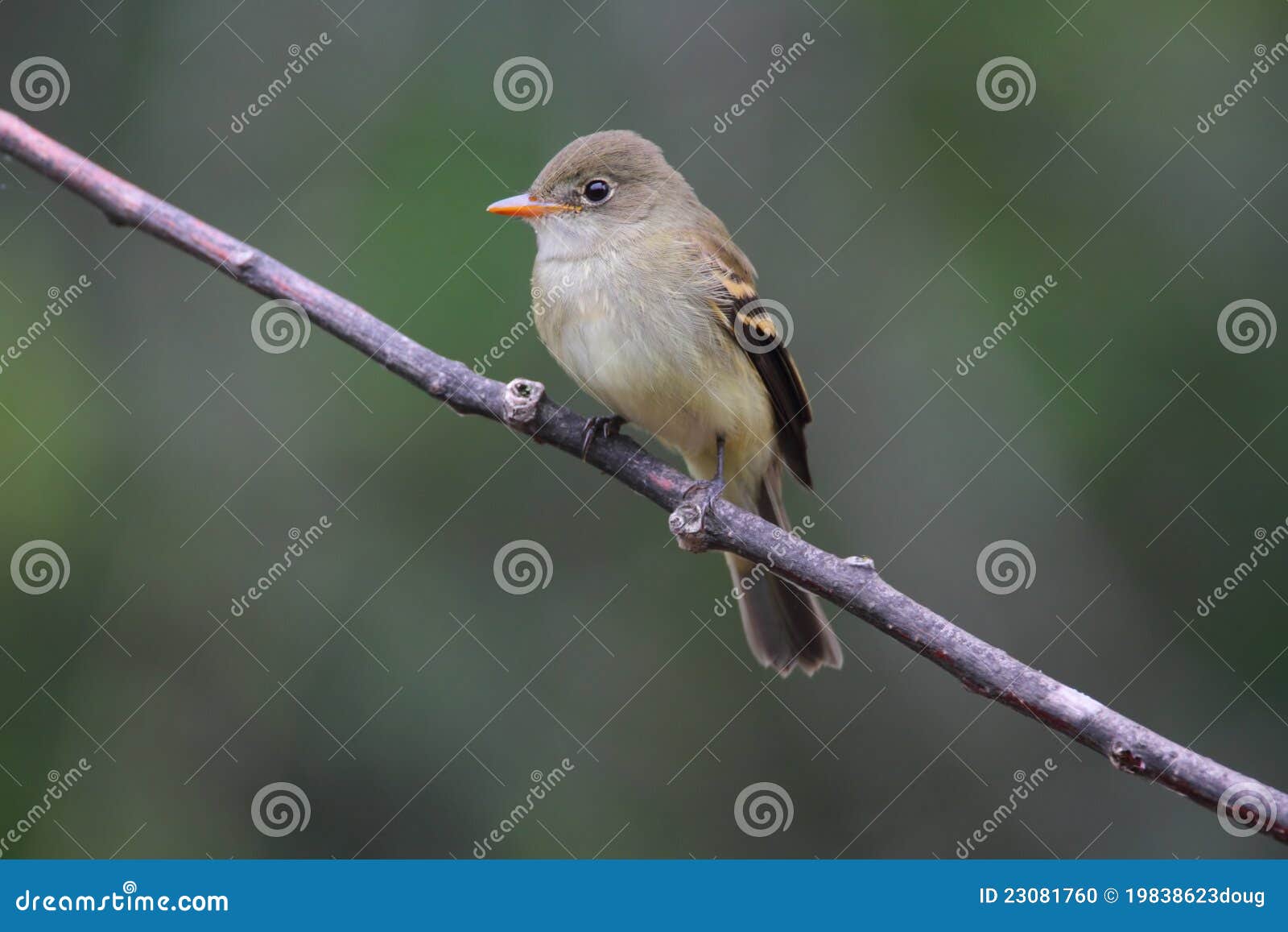Alder Flycatcher stock photo. Image of wildlife, feather - 23081760