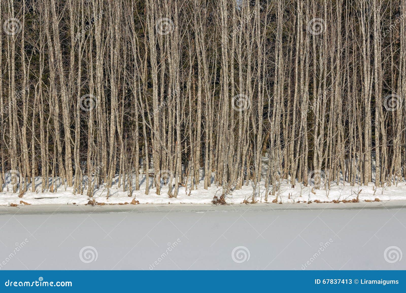 Alder forest stock image. Image of alder, spring, river - 67837413