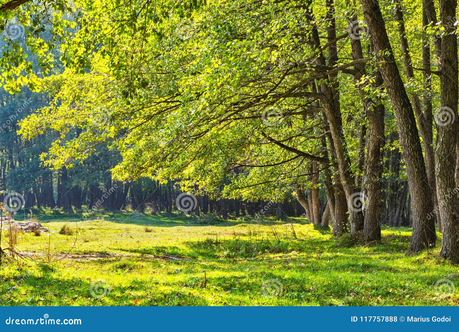 Alder forest in Romania stock photo. Image of forest - 117757888