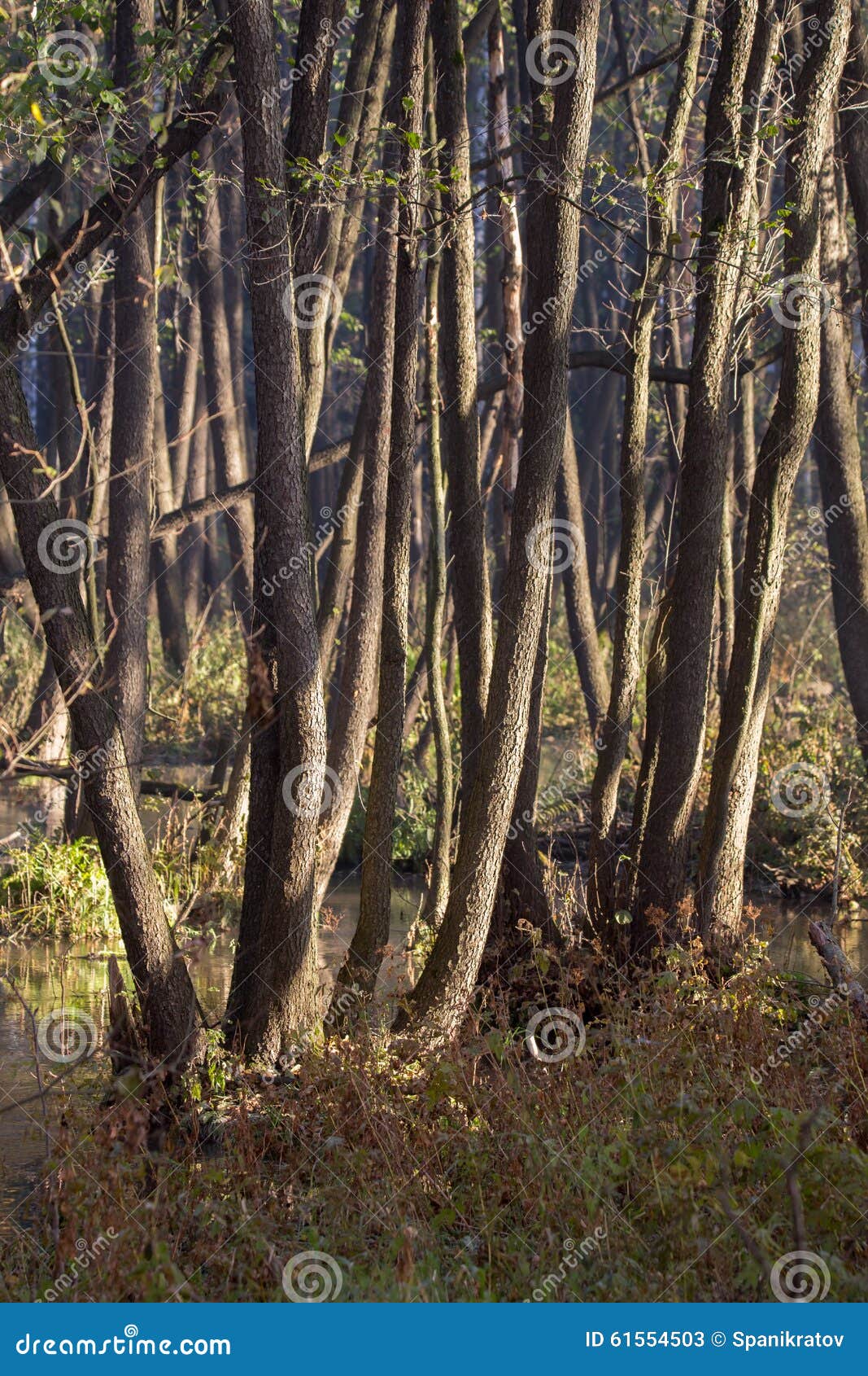 Alder grove stock image. Image of tree, landscape, nature - 61554503