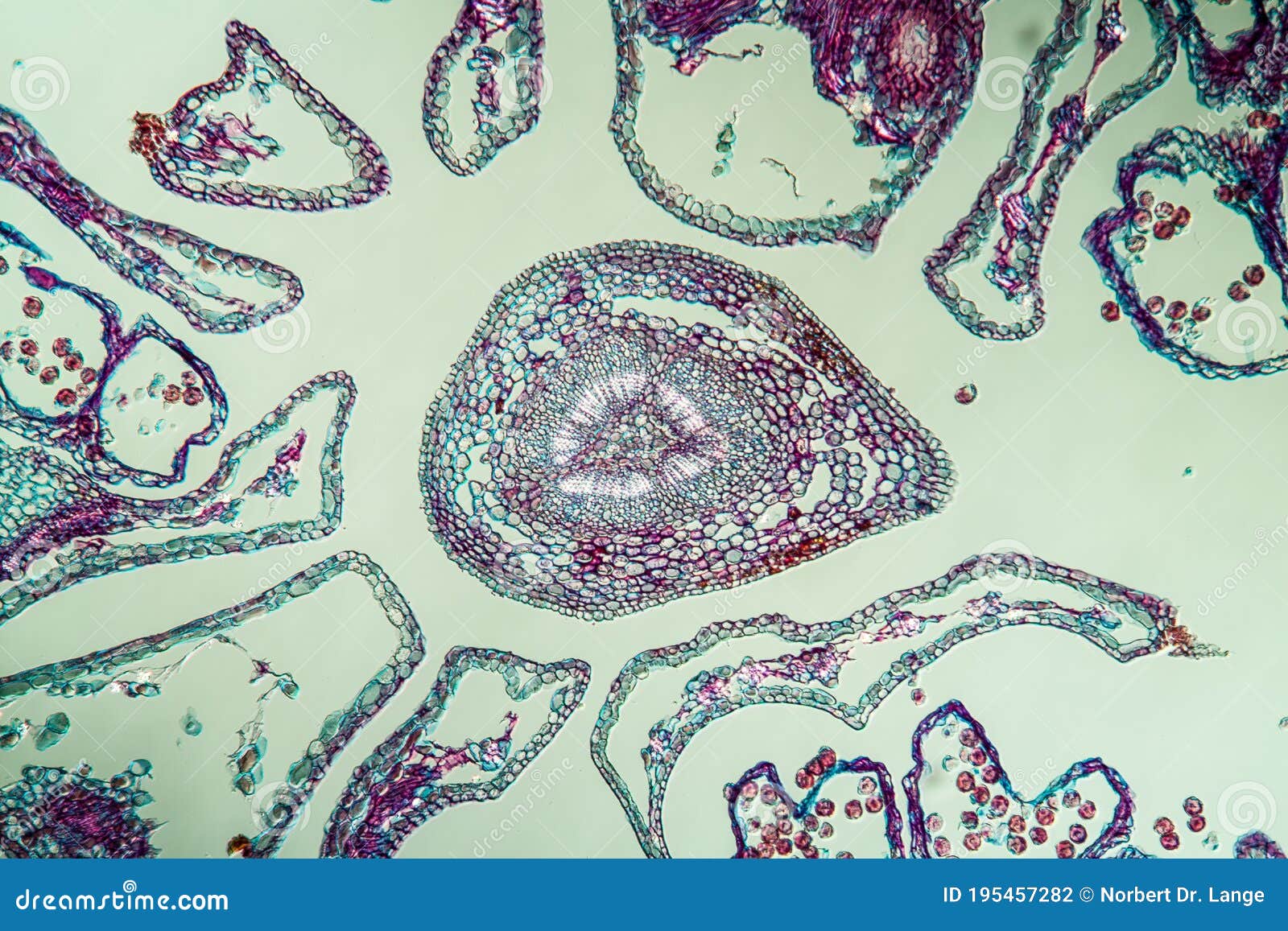 Alder Kittens in Cross Section Stock Photo - Image of thinsection ...
