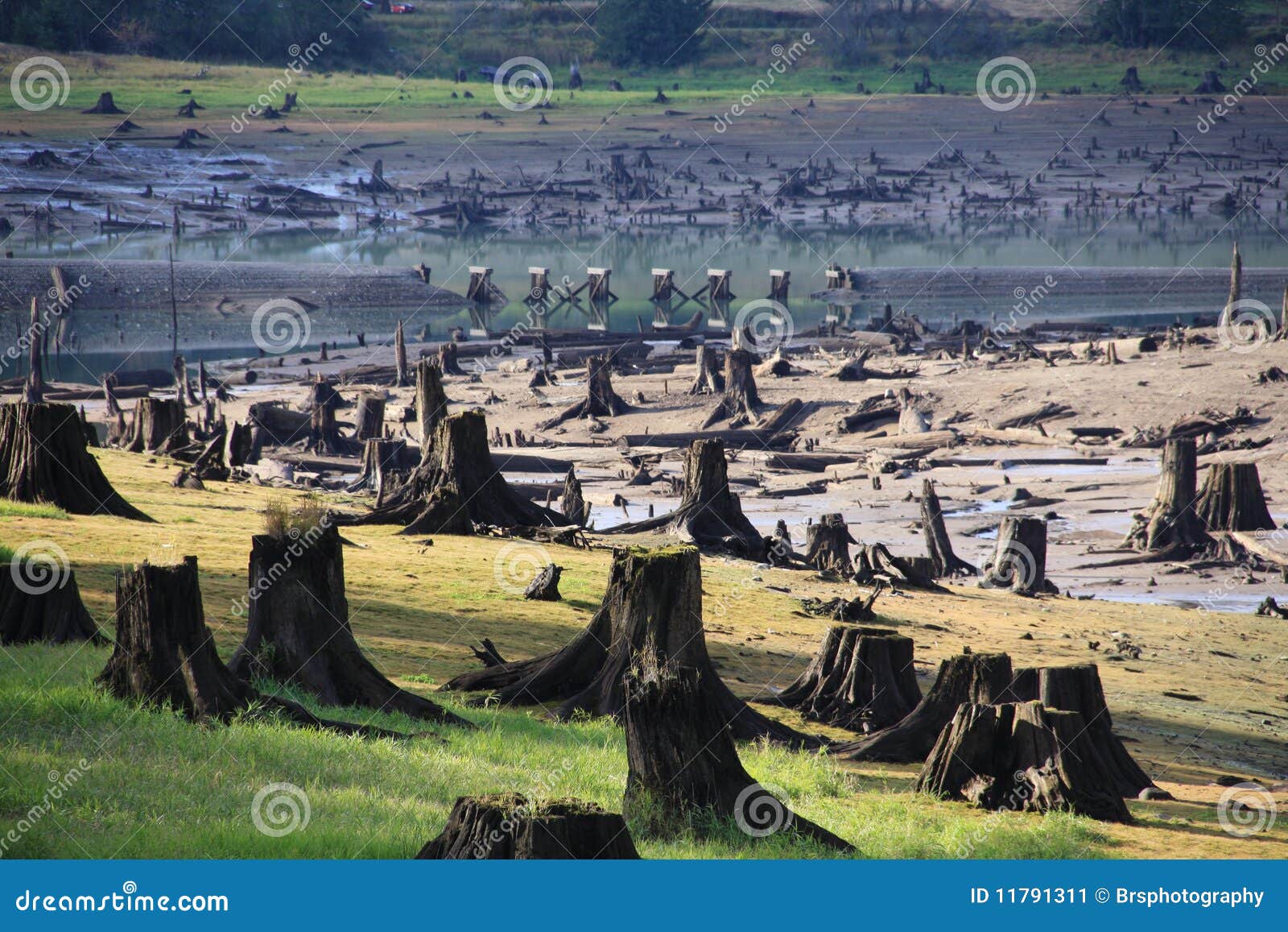 Alder Lake stock image. Image of state, washington, water - 11791311