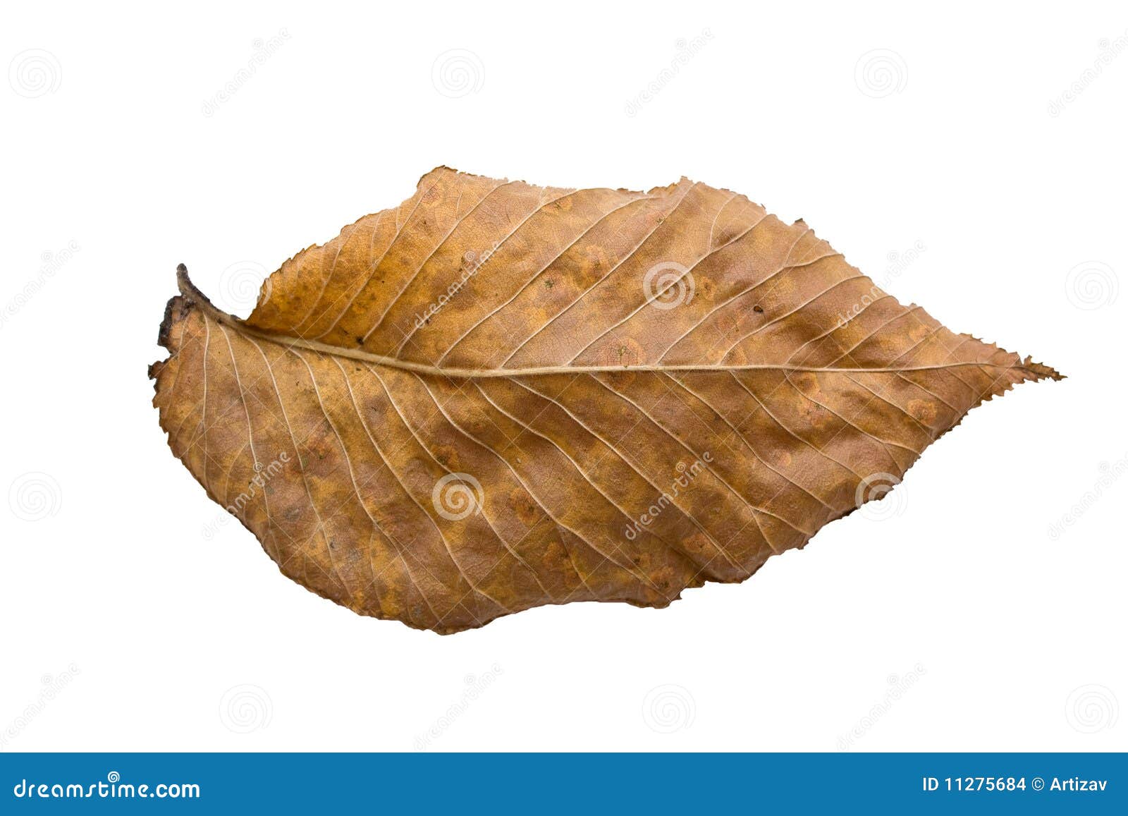 Alder leaf stock photo. Image of garden, closeup, foliage - 11275684