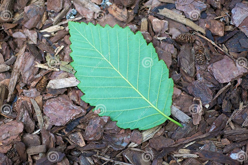 Alder Leaf on Bark stock image. Image of deciduous, ground - 15752383