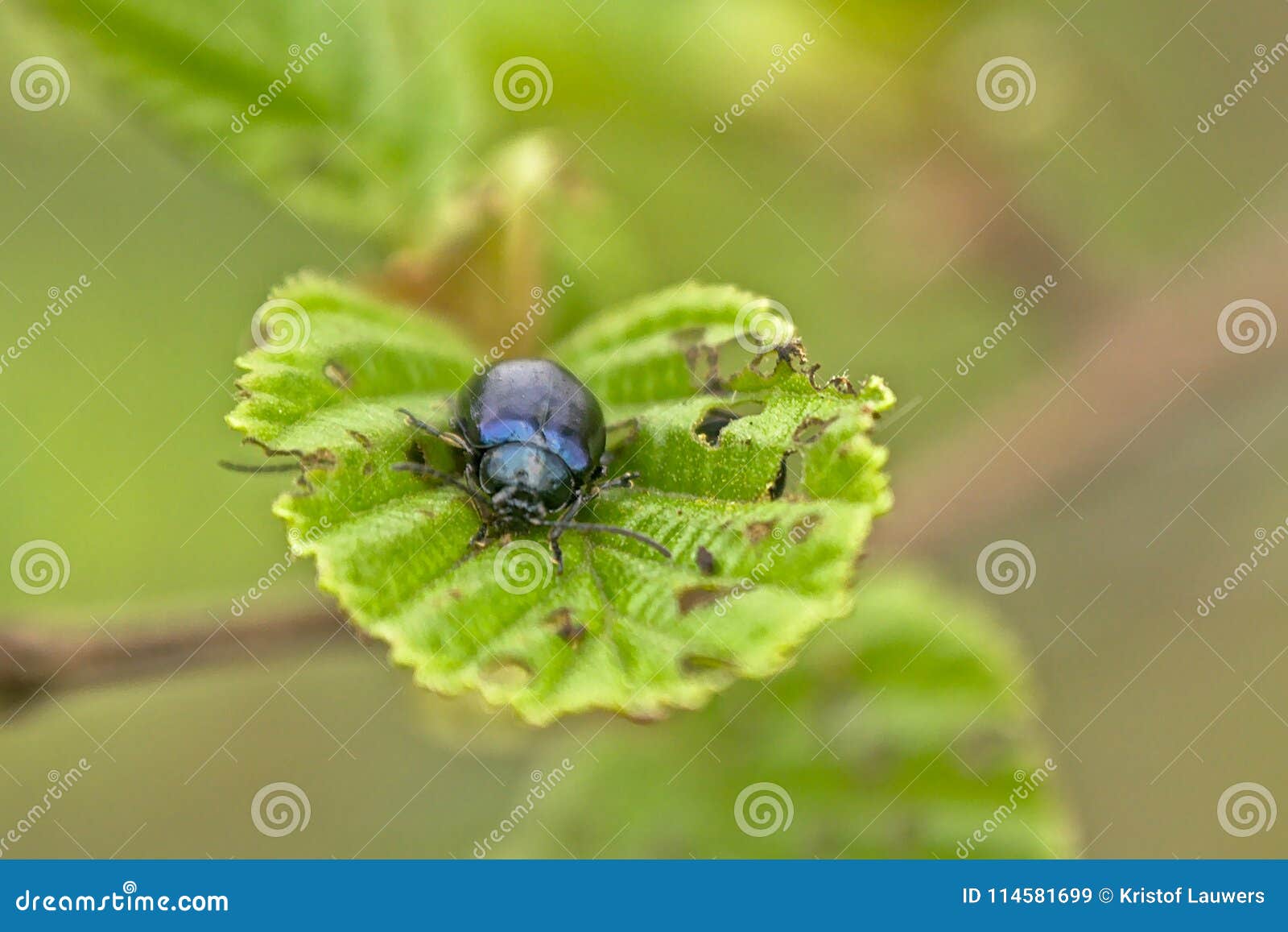 Alder Leaf Beetle Eating from an Alder Tree Leaf - Agelastica Alni ...