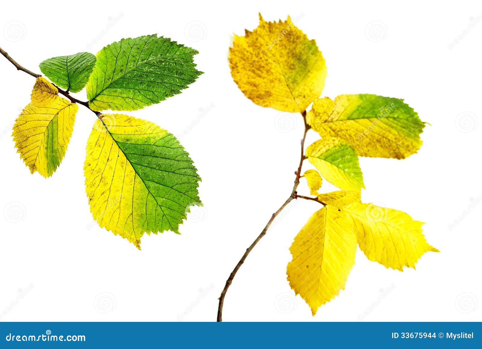 Alder leaves stock photo. Image of textured, shape, fall - 33675944