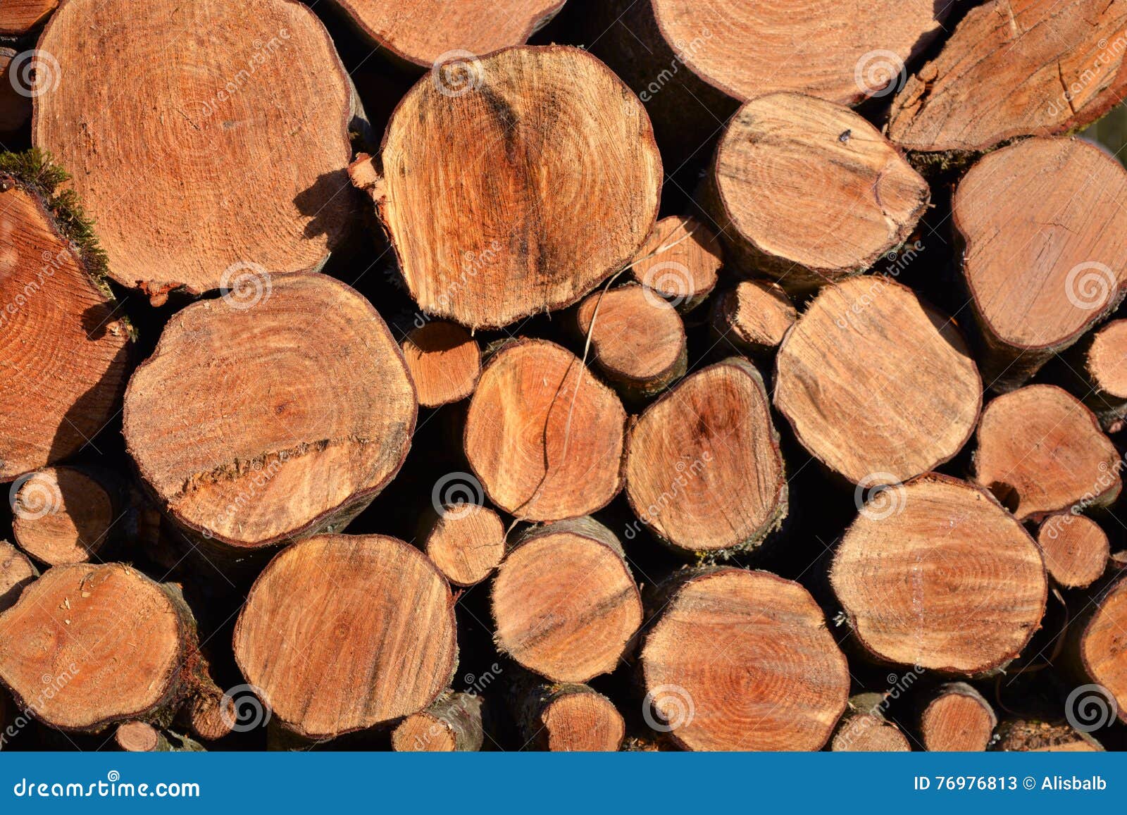 Alder logs on sunny day stock image. Image of heat, environment - 76976813