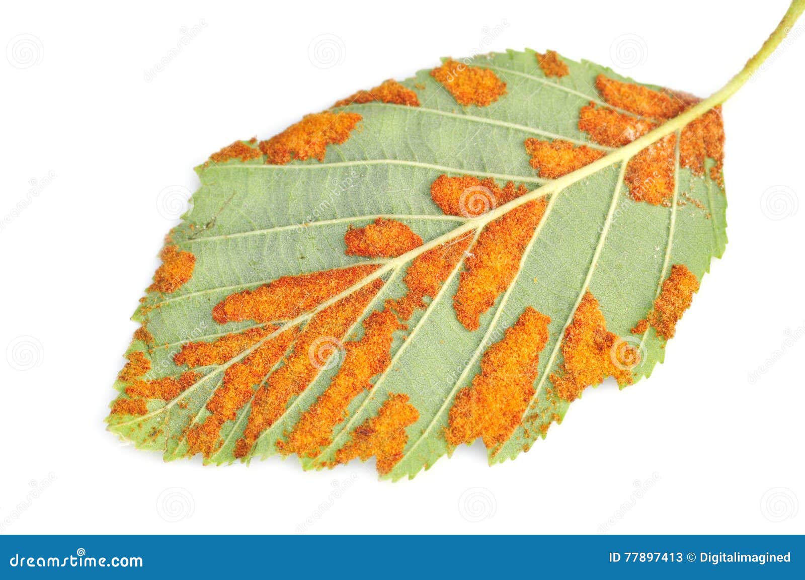 Alder rust fungus stock image. Image of infection, hyphae - 77897413