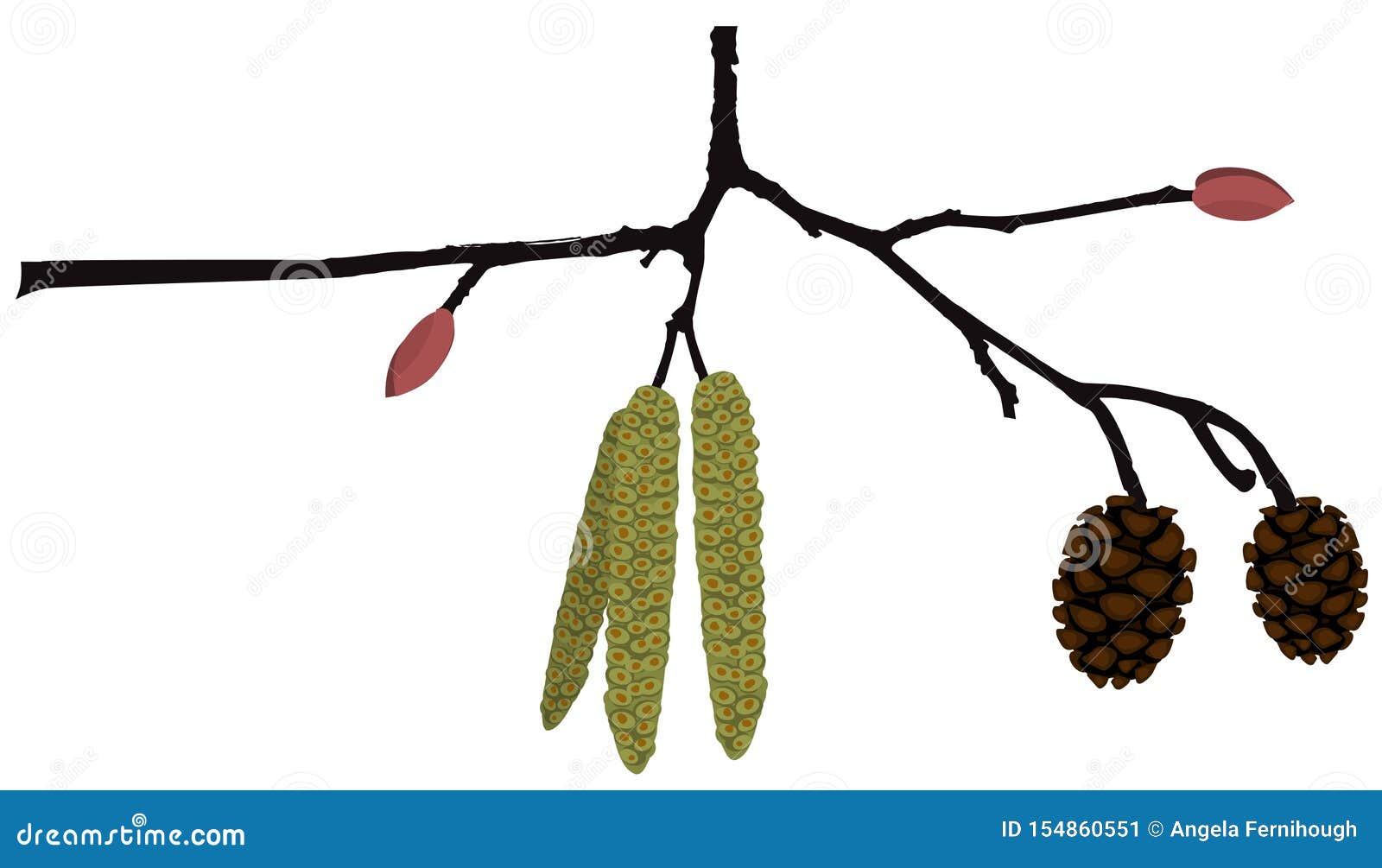 Alder Tree Branch in Spring Stock Vector - Illustration of alnus ...