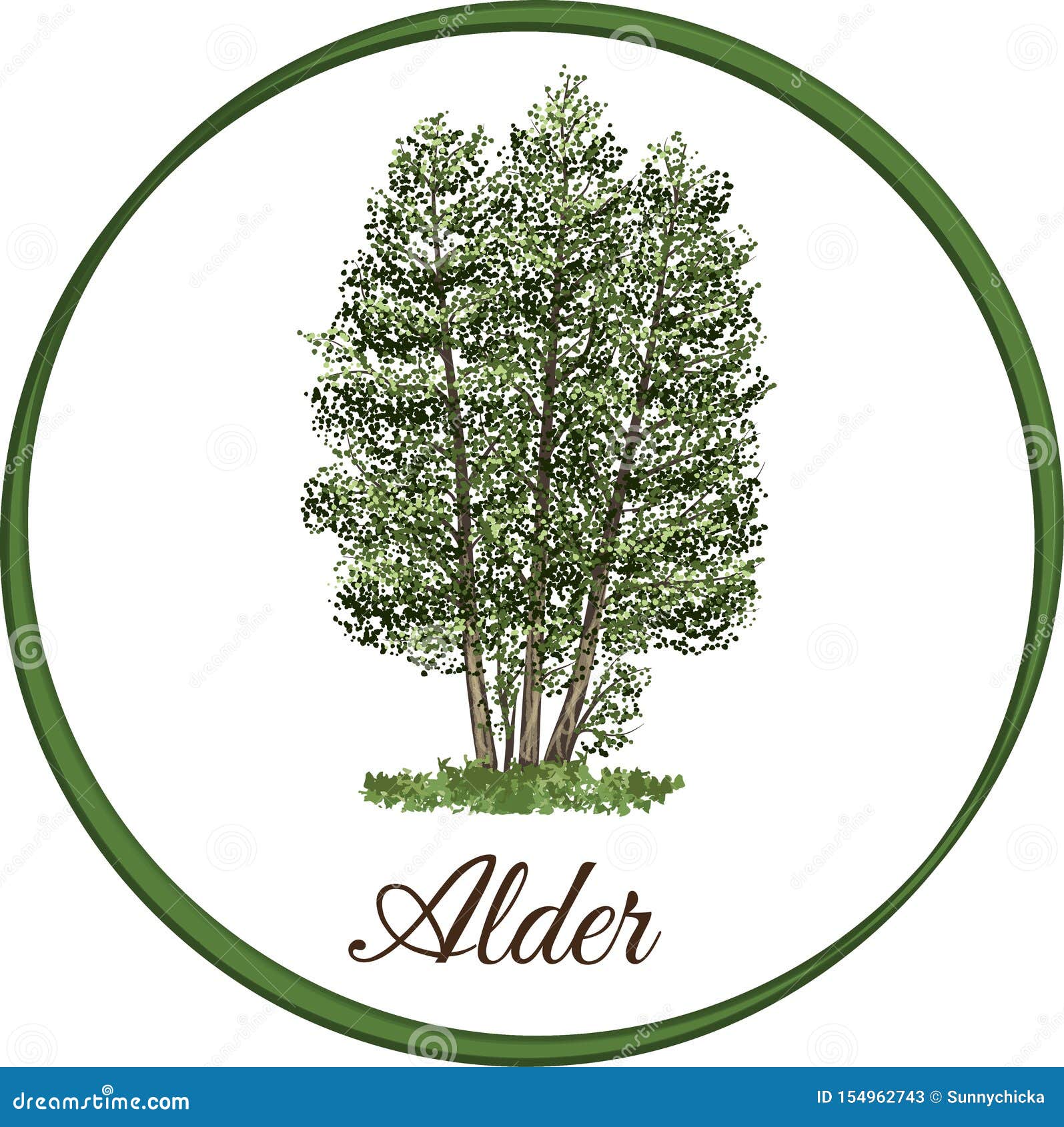 Alder Tree As Vector Drawn with Single Leaves Stock Vector ...