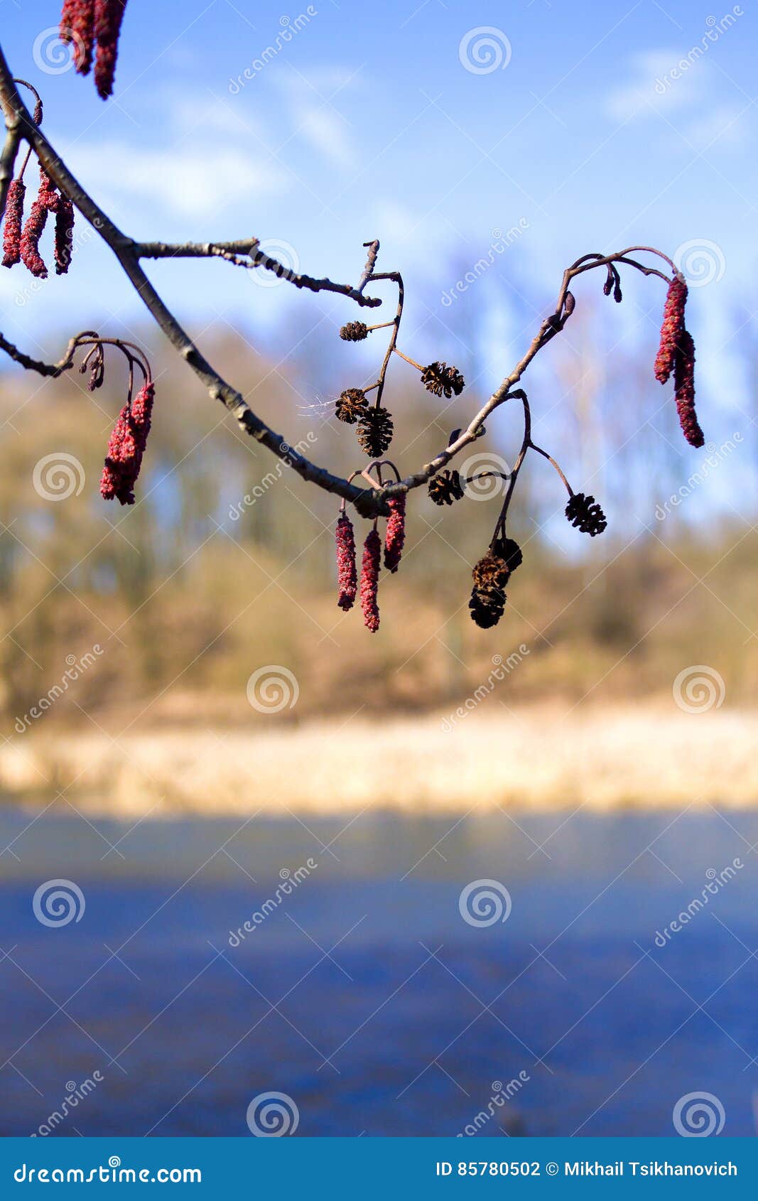 Alder Tree Branch on a Background of Blue River Stock Photo - Image of ...