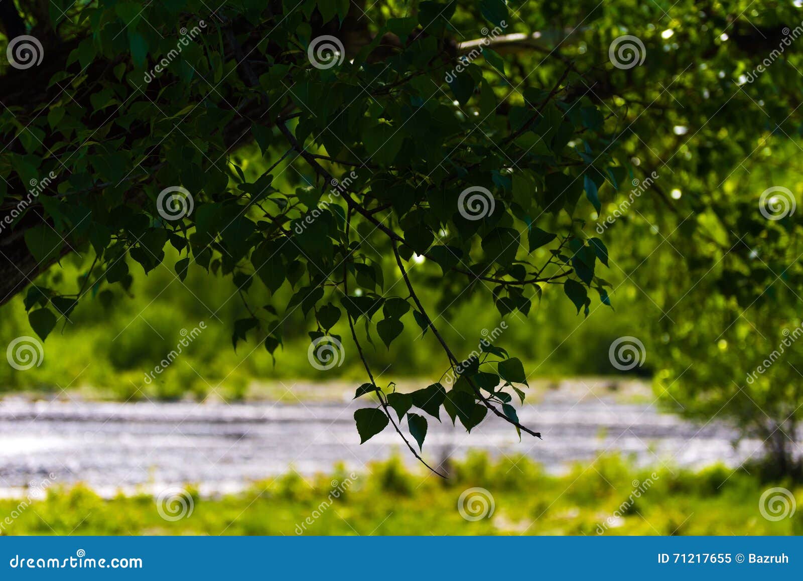 Alder Tree Branch, Backlight Stock Image - Image of plant, landscape ...