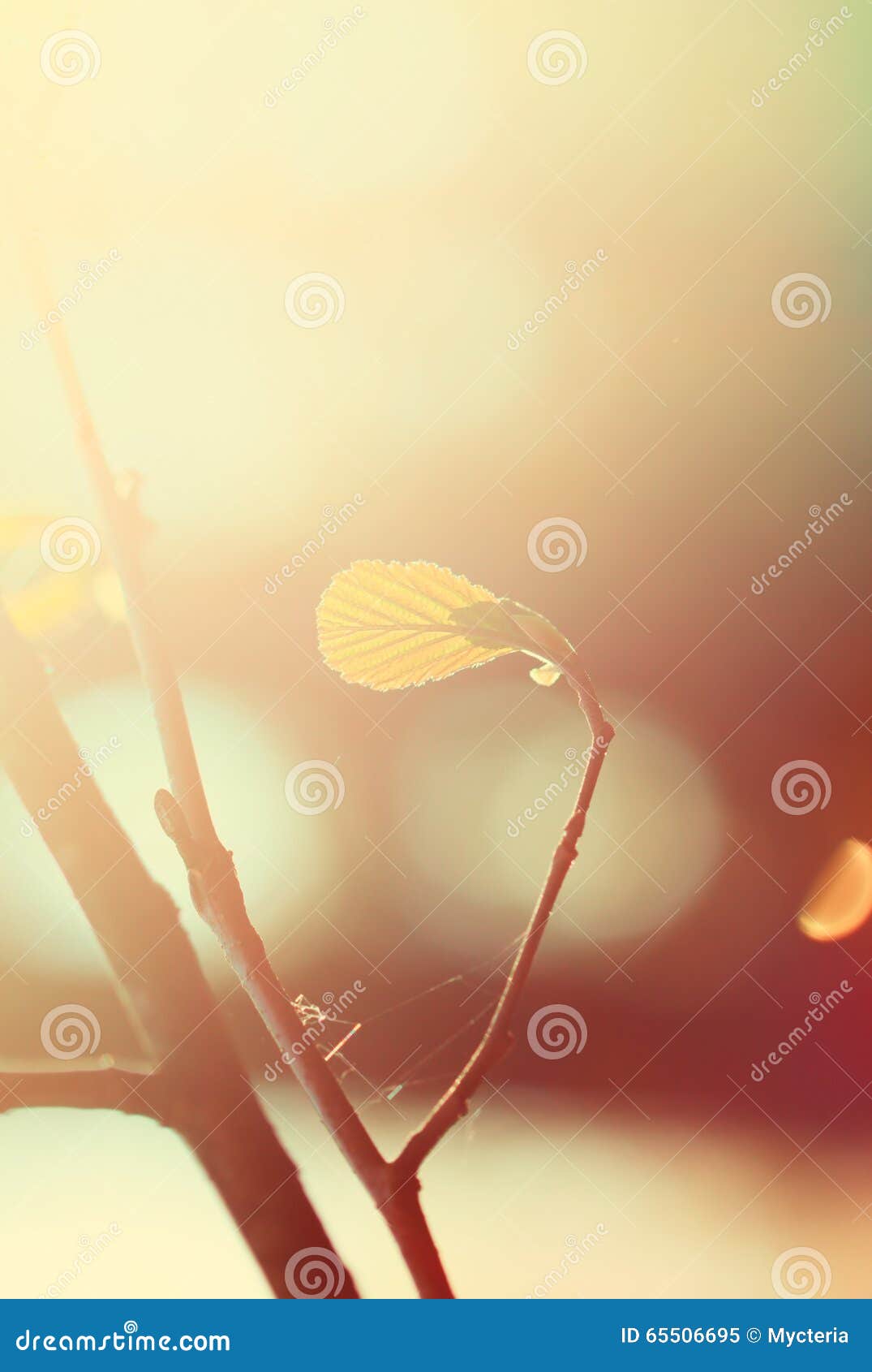 Alder stock image. Image of light, retro, alder, color - 65506695