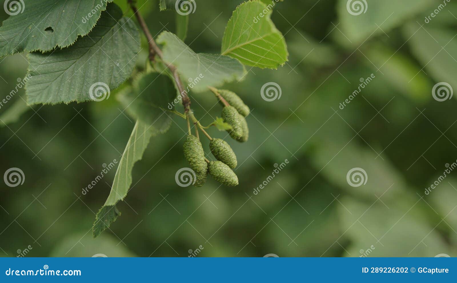 Alder Tree Branch during Late Spring Stock Photo - Image of outdoor ...