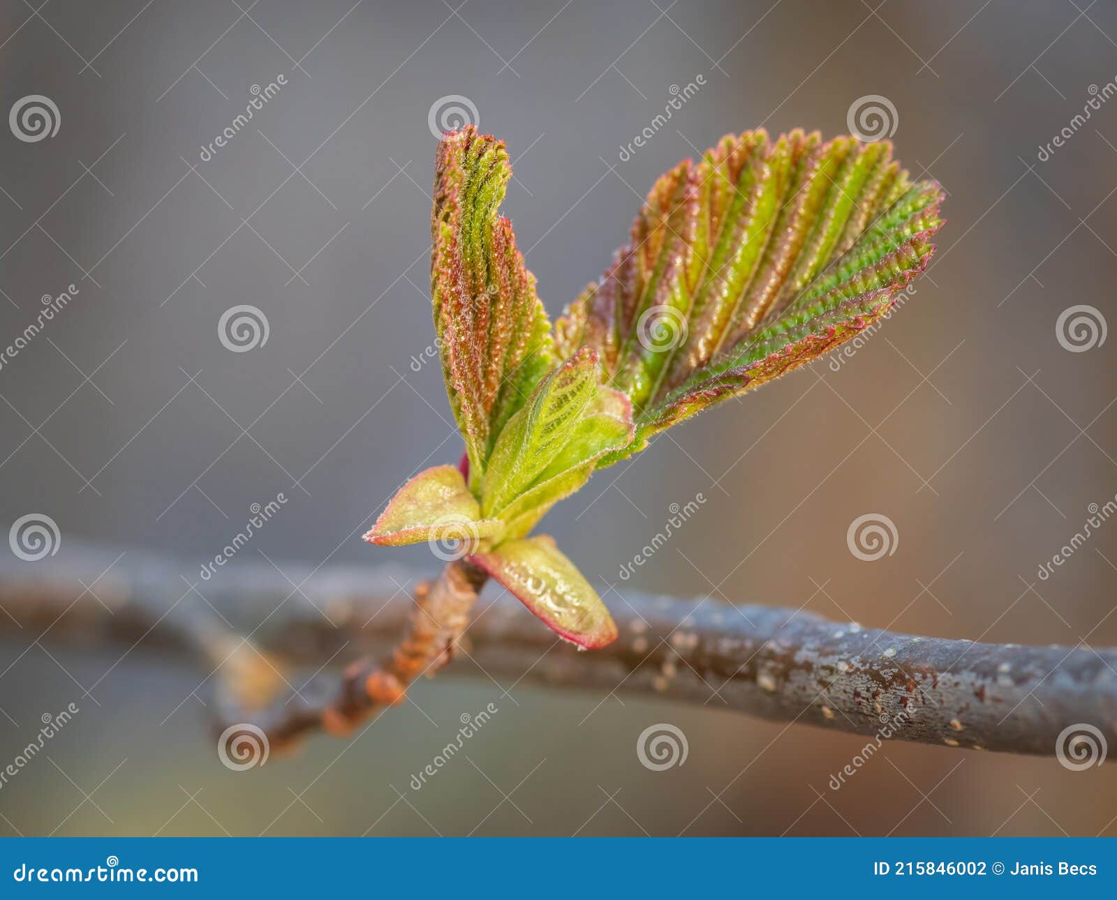 Alder Tree Bud in Red and Green Colors Stock Photo - Image of plant ...