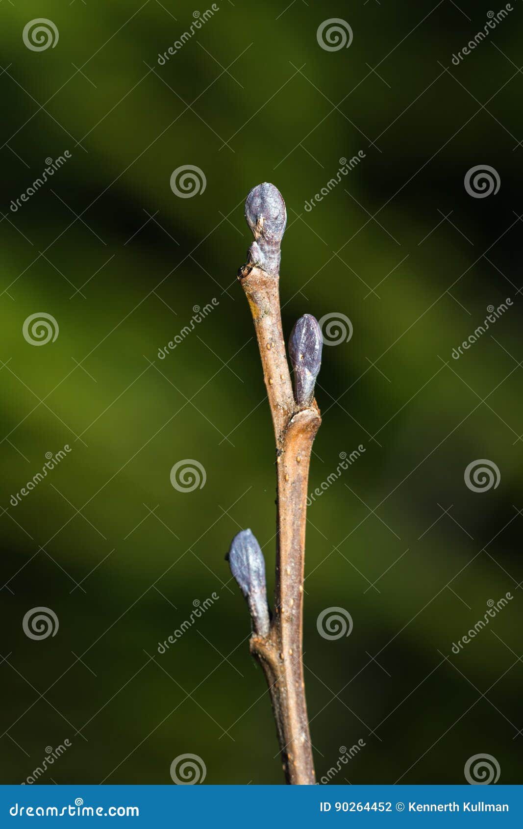 Alder tree buds stock photo. Image of beautiful, hope - 90264452