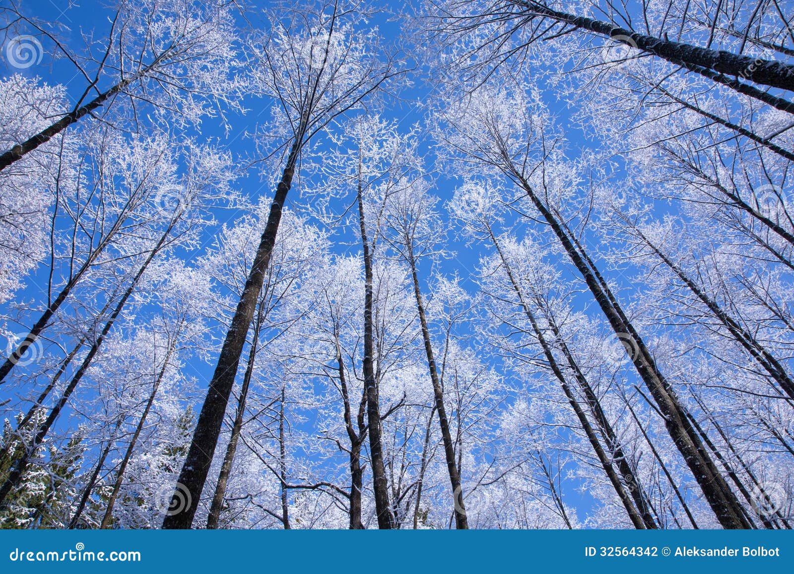 Alder Tree Canopy Snow Wrapped Against Blue Sky Stock Photo - Image of ...