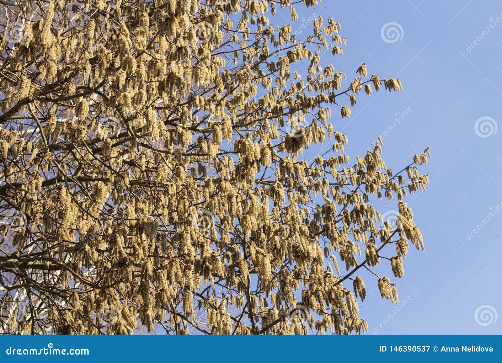 Alder Tree Earrings in Spring on the Background of the Spring Stock ...