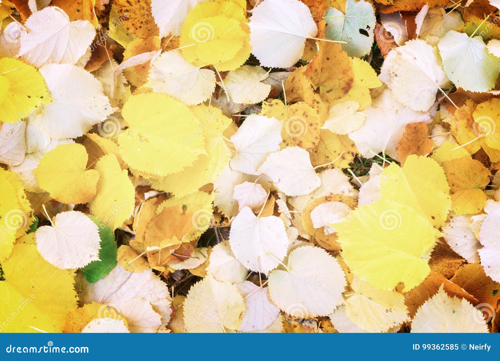 Alder Tree Fall Leaves Background Stock Image - Image of lifestyle ...