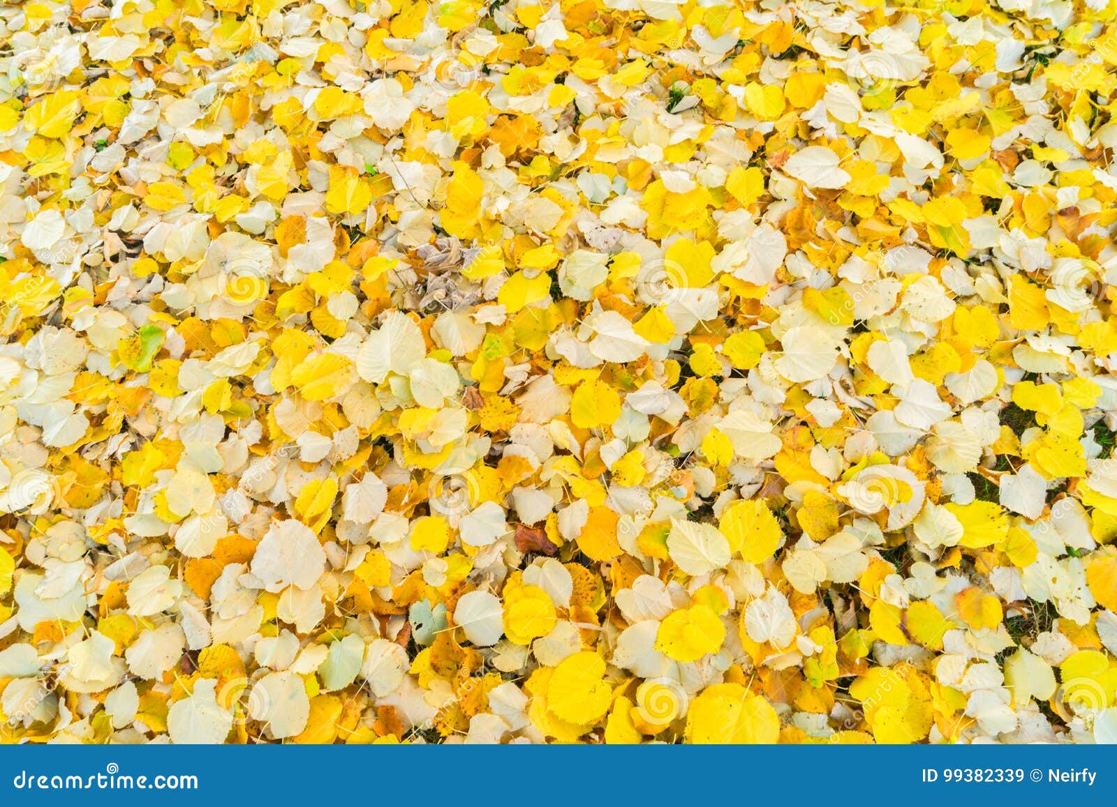 Alder Tree Fall Leaves Background Stock Image - Image of change ...