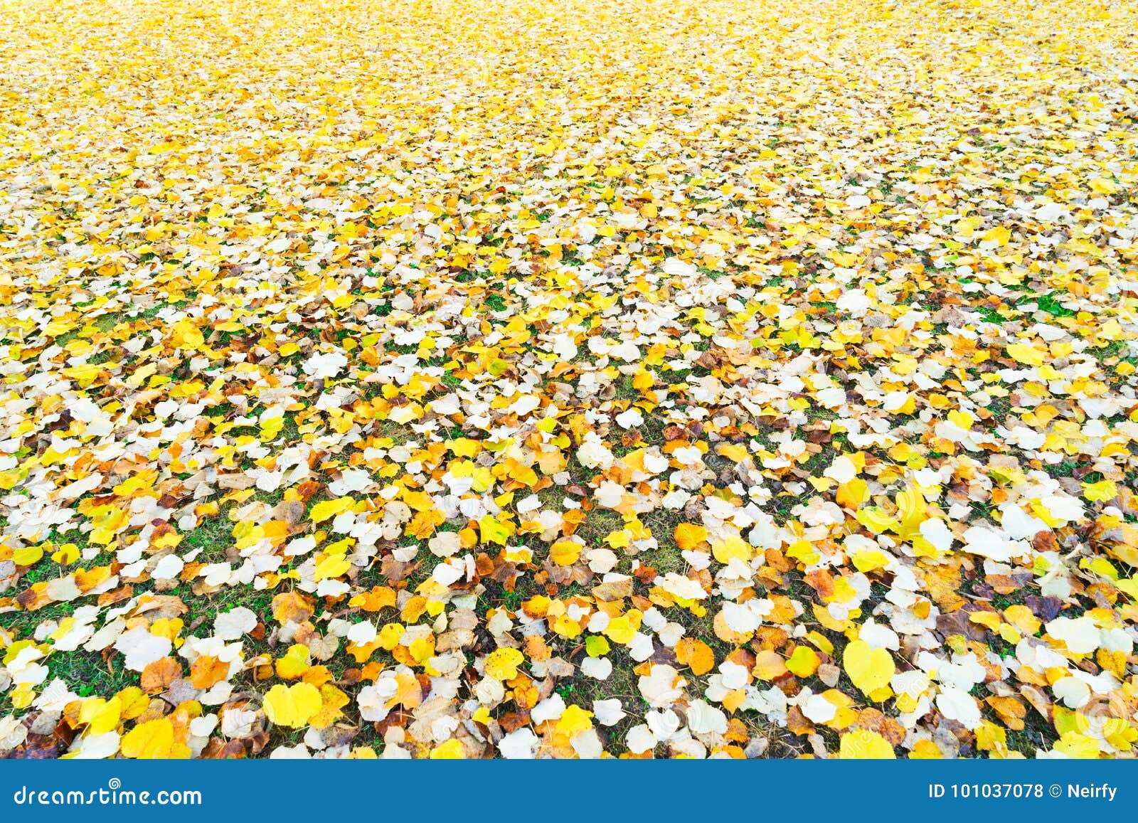 Alder Tree Fall Leaves Background Stock Photo - Image of october ...