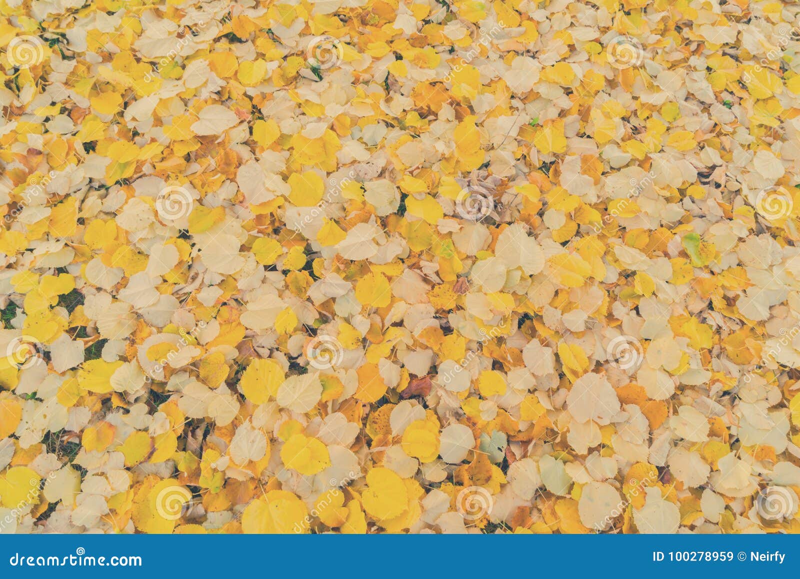 Alder Tree Fall Leaves Background Stock Image - Image of season ...