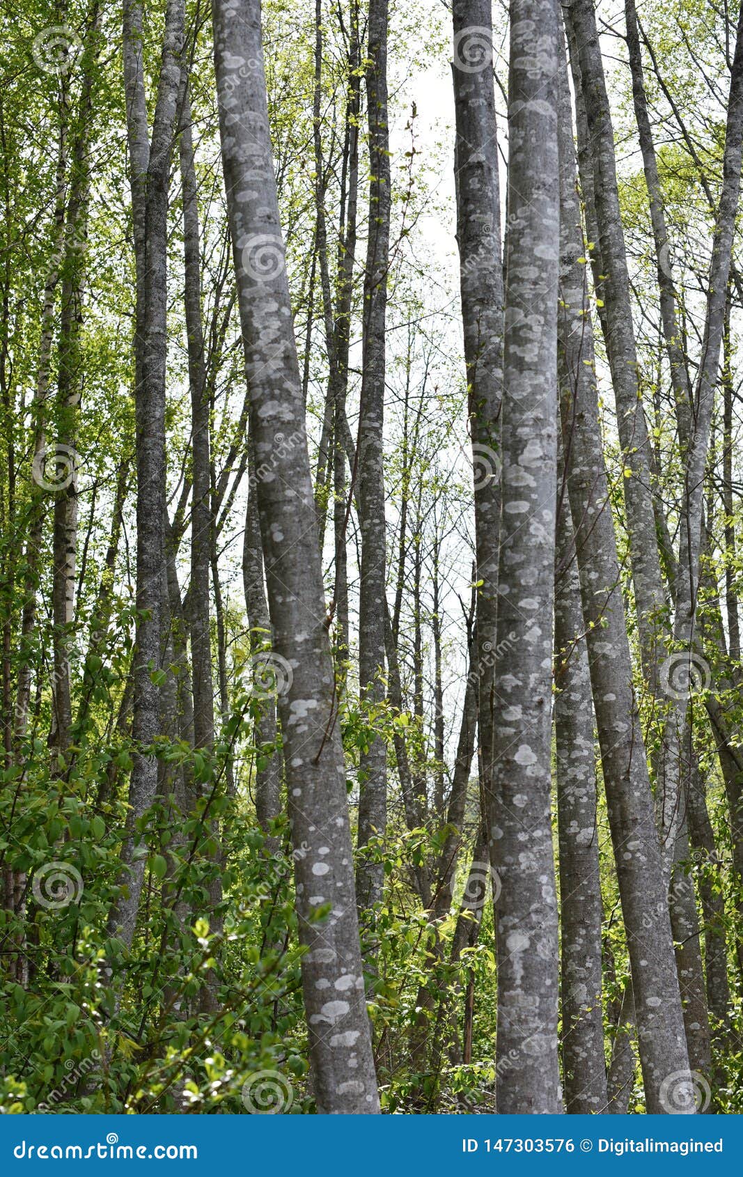 Spring Forest with Alder Trees Stock Photo - Image of stems, tree ...