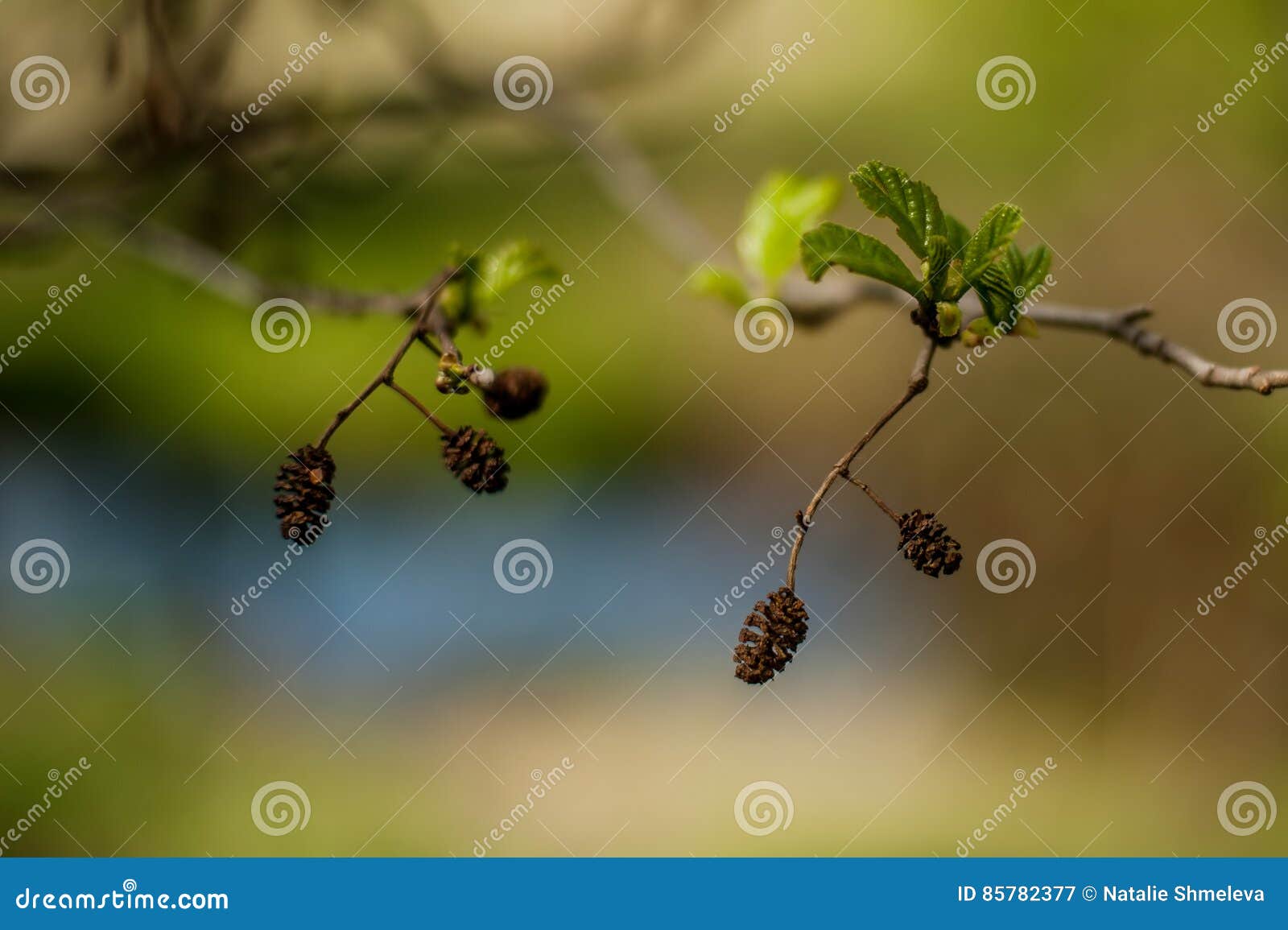 Alder tree fruit stock image. Image of forest, colorful - 85782377