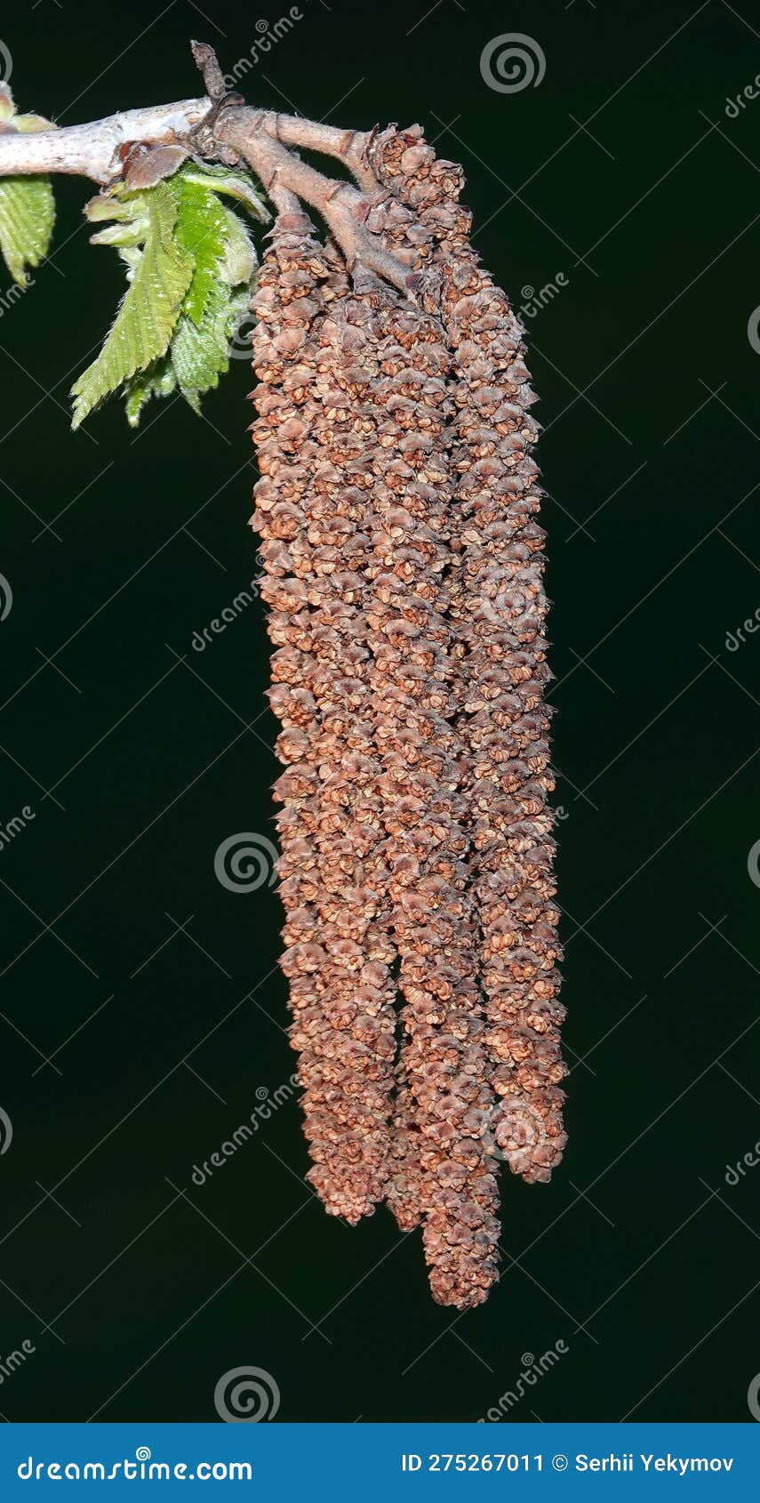 Alder tree its seeds stock image. Image of oleshnik - 275267011