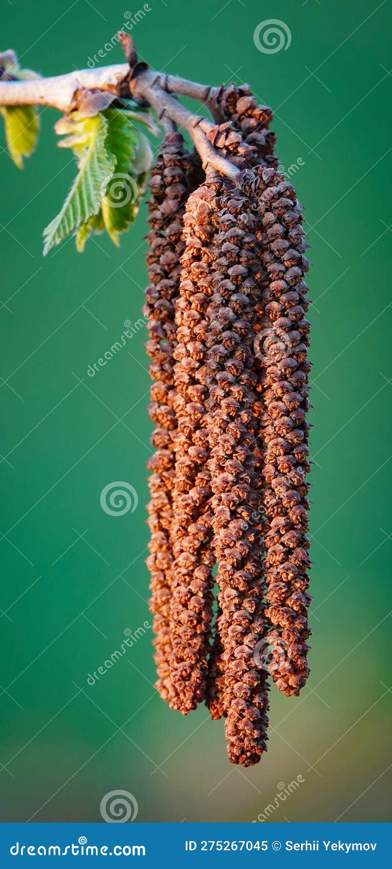 Alder tree its seeds stock image. Image of network, brunki - 275267045