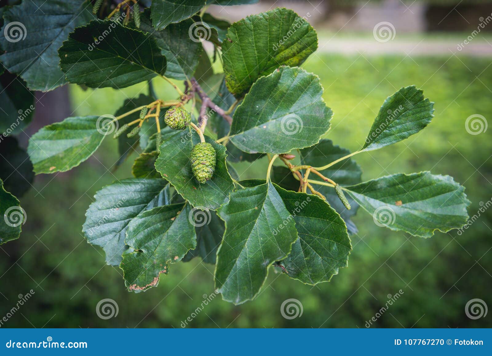 Alder tree leaves stock photo. Image of fruits, plant - 107767270