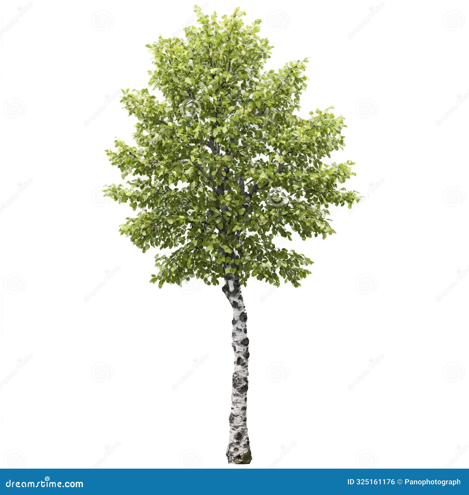 Alder Tree Medium Sized Tree with Dark Fissured Bark and Glossy Rounded ...