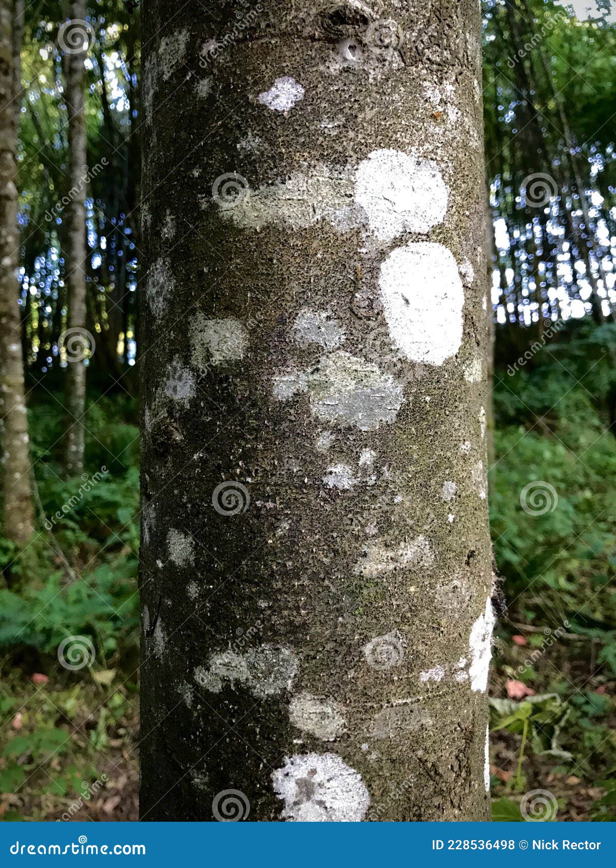Alder tree stock photo. Image of alder, rustic, natural - 228536498
