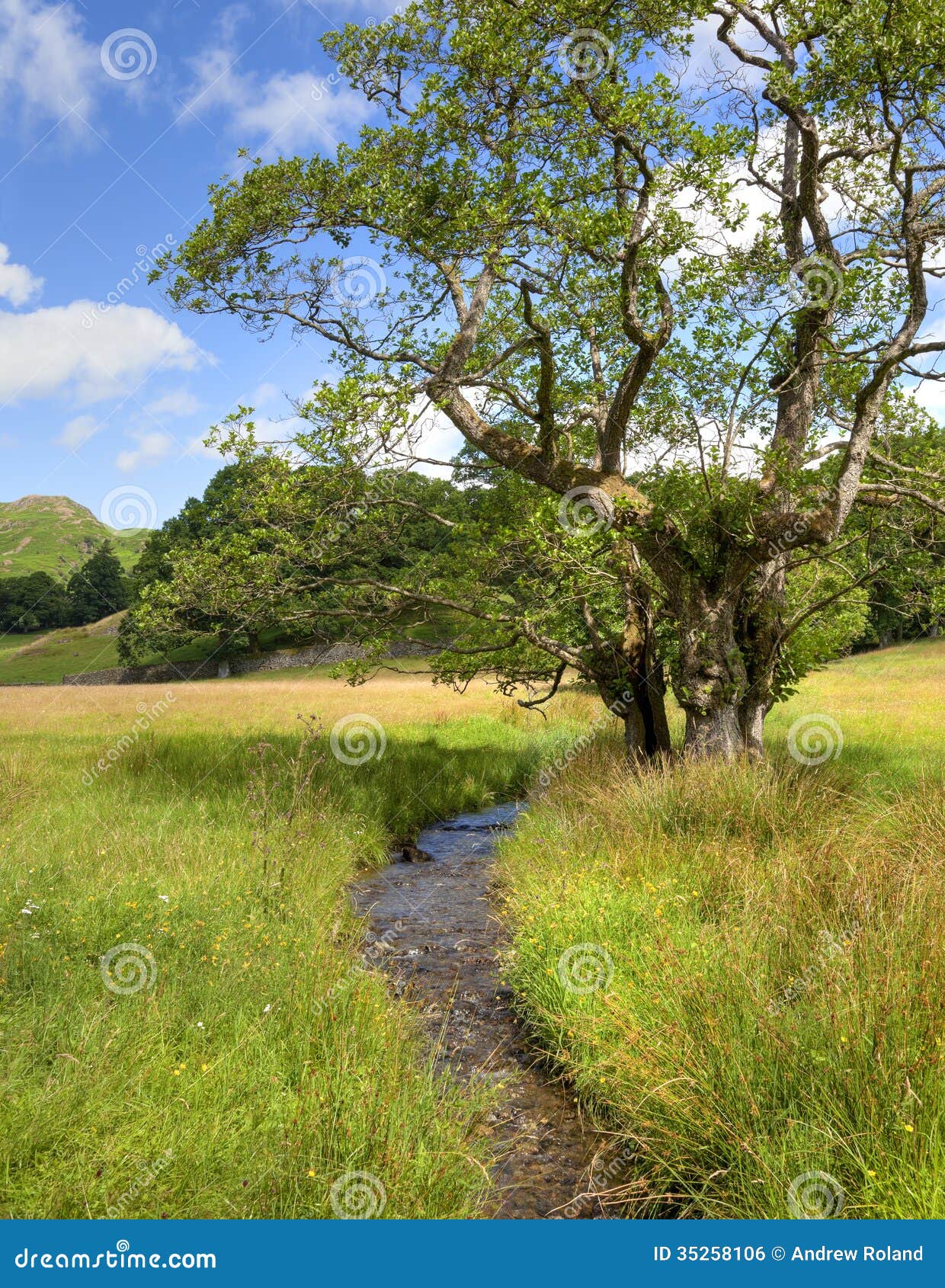 Alder tree and stream stock photo. Image of elterwater - 35258106