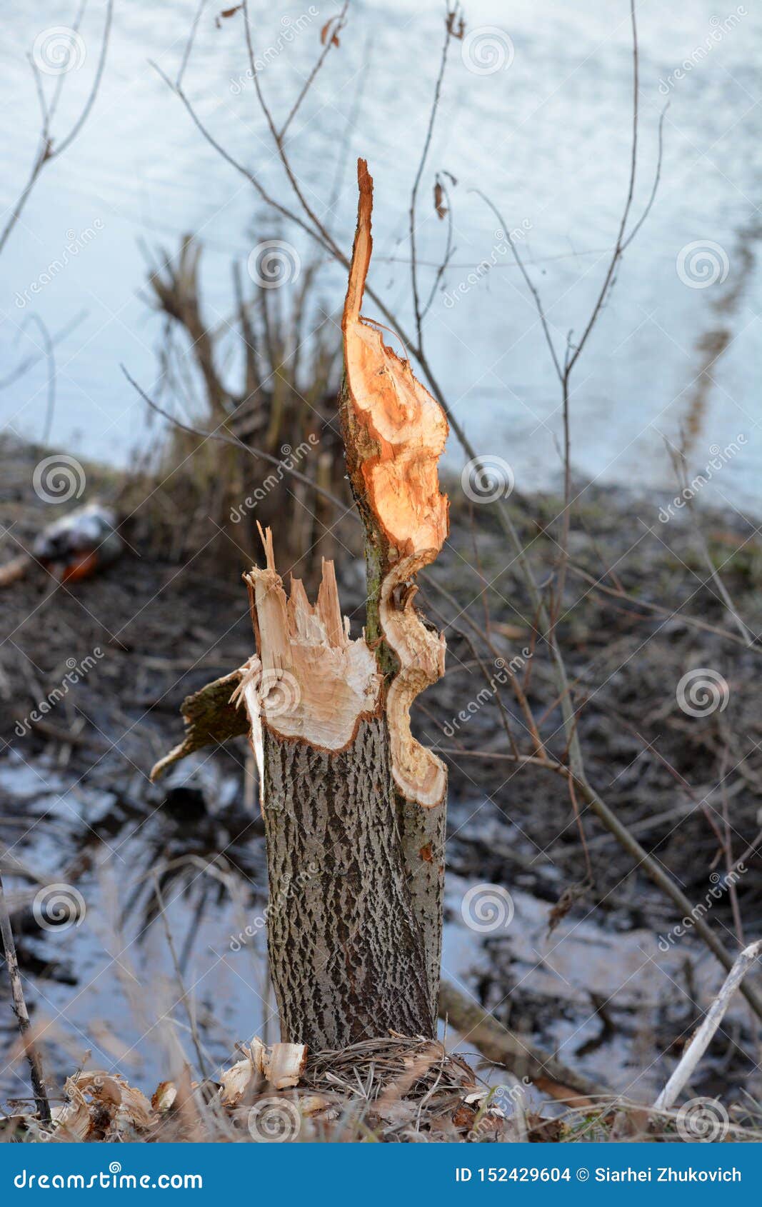 Alder Tree Stump Gnawed by Beavers. Stock Photo - Image of animal ...