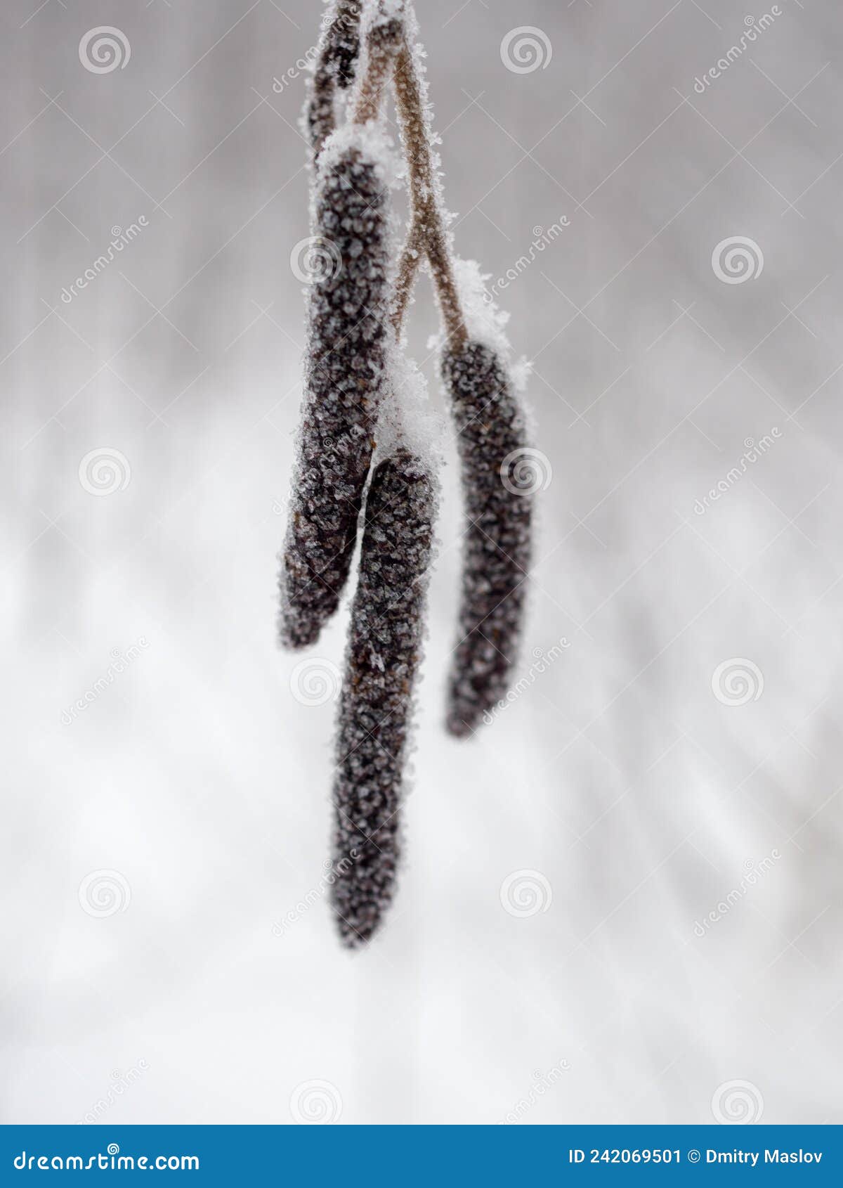 Alder tree in winter stock image. Image of outdoor, season - 242069501