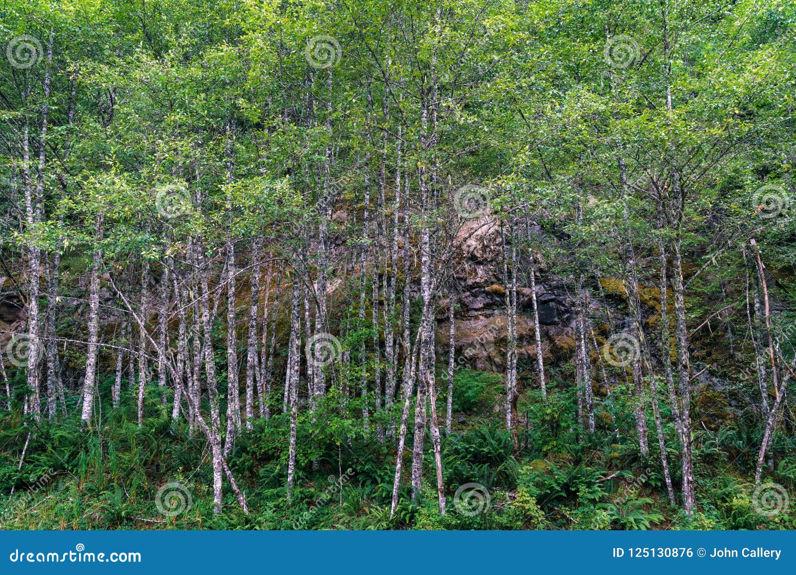 Alder Trees Along the Forest Stock Photo - Image of water, reflection ...