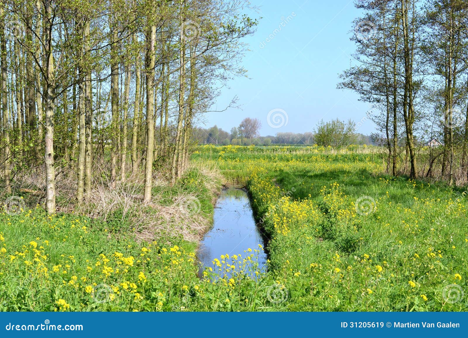 Alder trees in spring. stock image. Image of leaves, landscape - 31205619