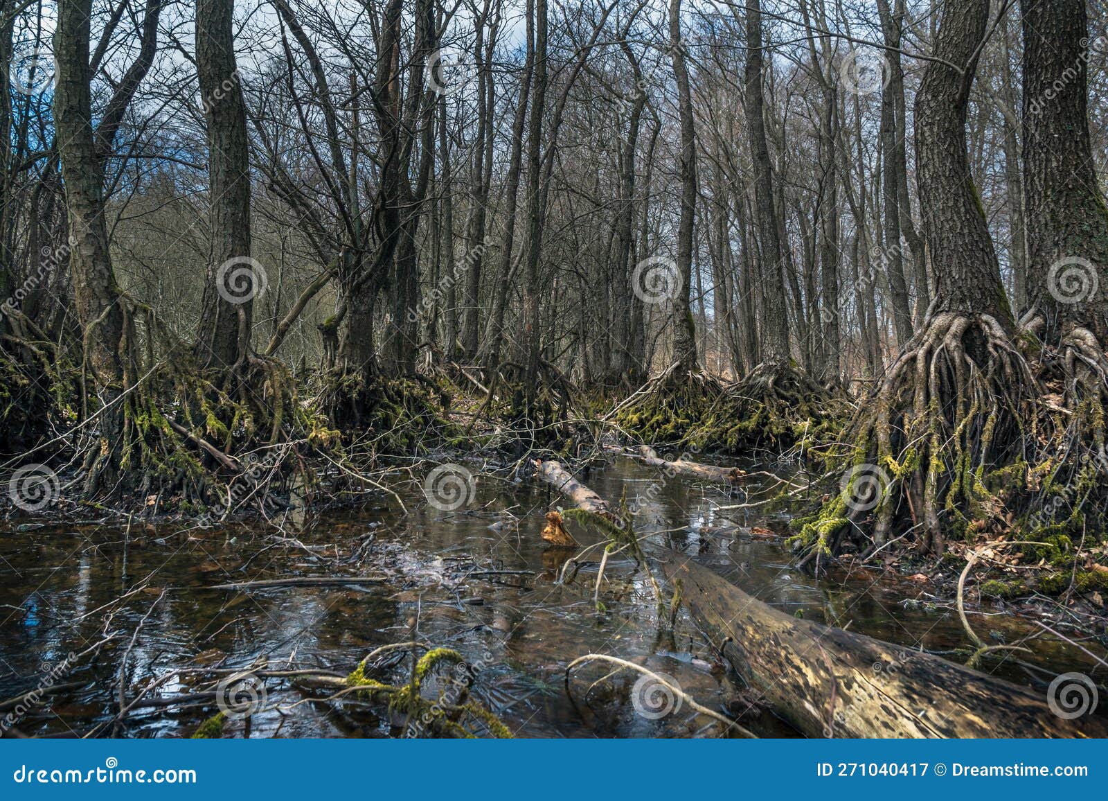 Alder trees in a swamp stock image. Image of wetland - 271040417