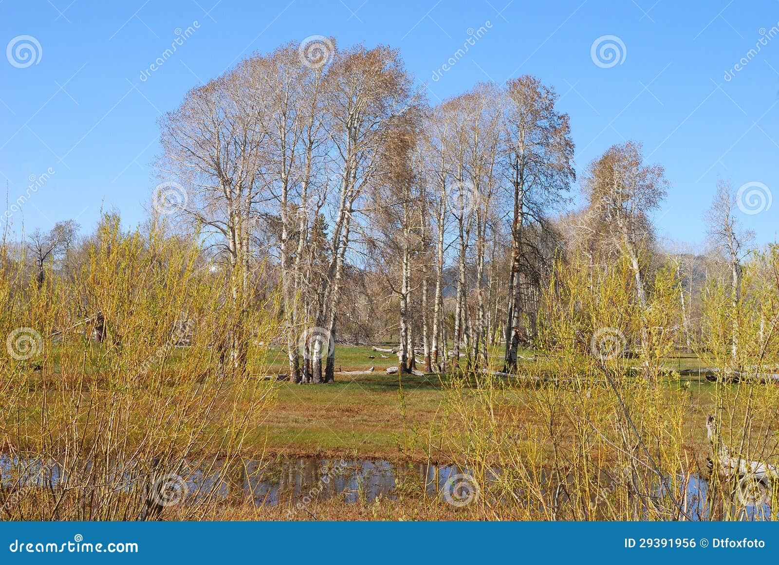 Alders stock photo. Image of season, farm, autumn, water - 29391956