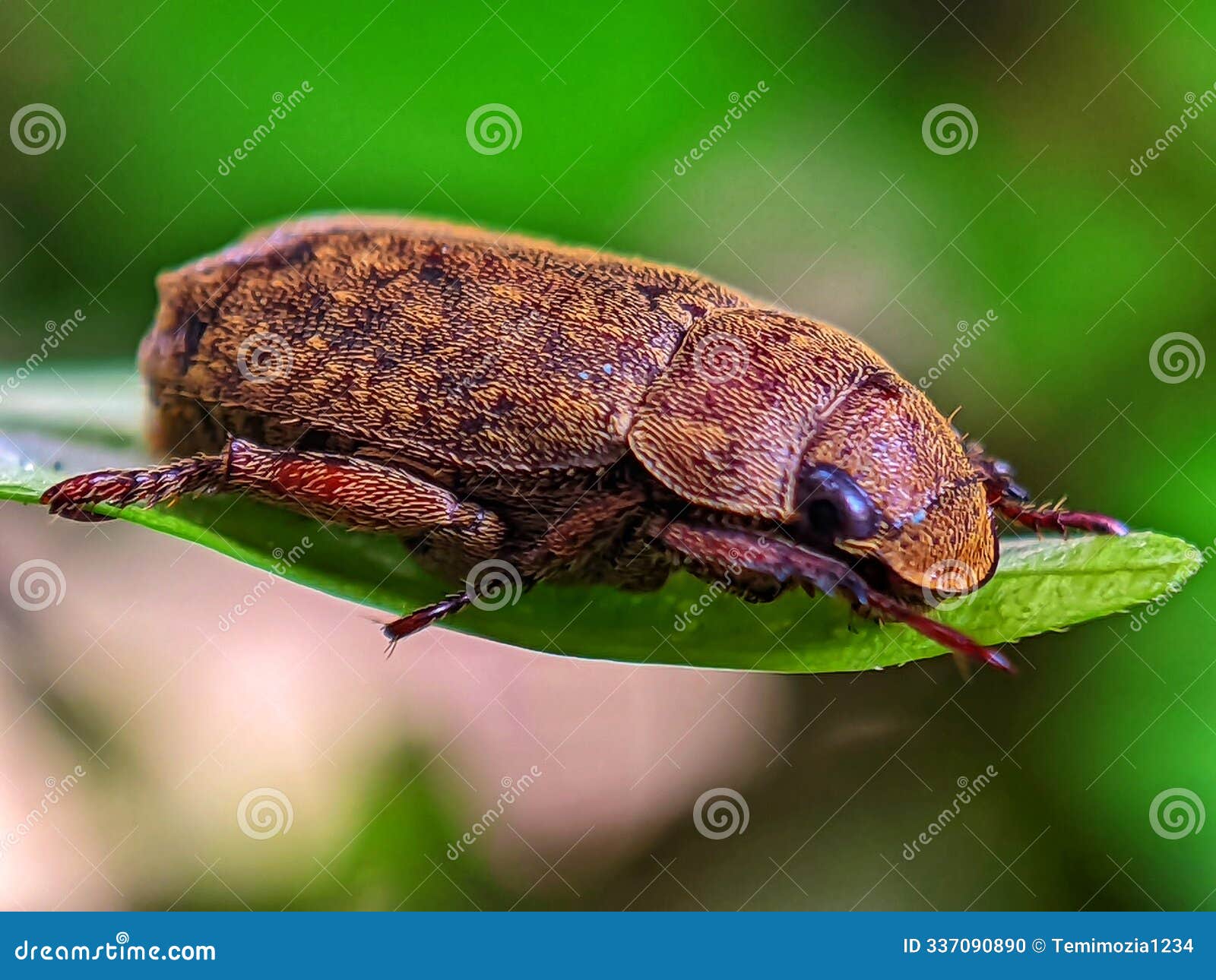 Aldoretus Sinicus Chinese Rose Beetle Scrab Stock Photo - Image of ...