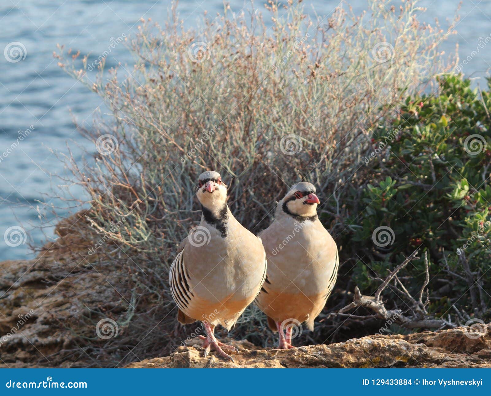 Alectoris Della Gallina Della Pernice Dell'uccello Chukar Fotografia ...