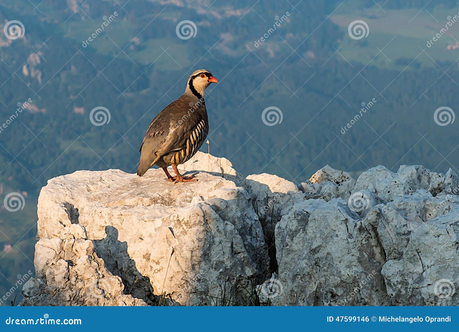 Alectoris graeca fotografia stock. Immagine di colorato - 47599146