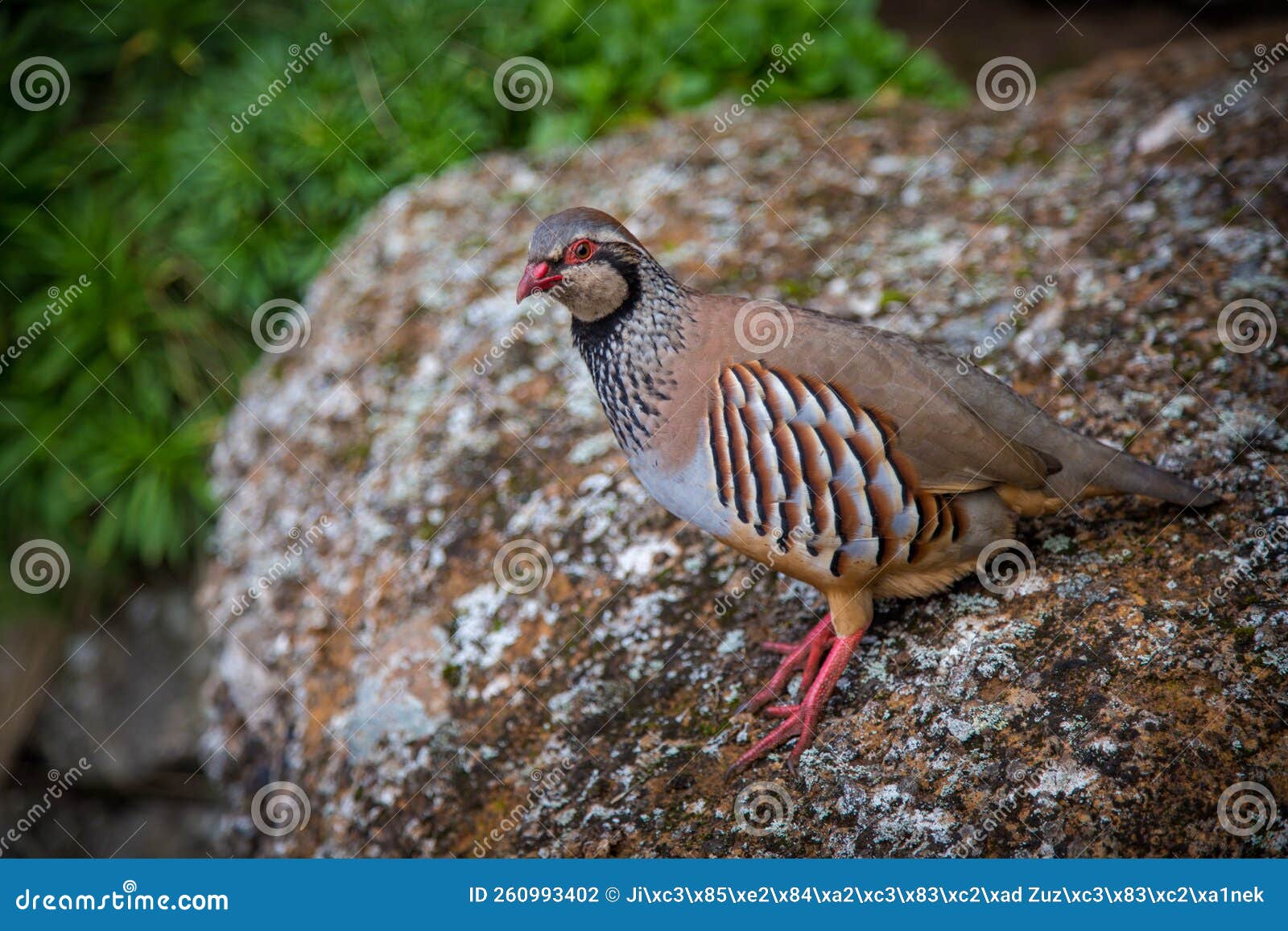 Alectoris Graeca Bird in Mouintain Nut Stock Photo - Image of family ...