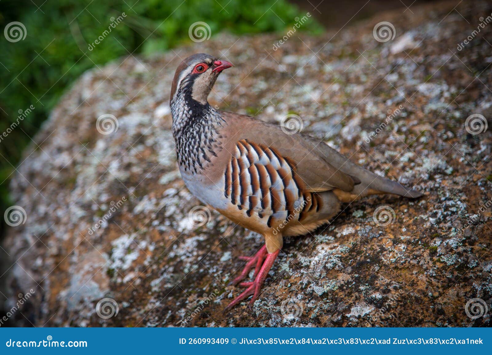 Alectoris Graeca Bird in Mouintain Nut Stock Image - Image of mountains ...
