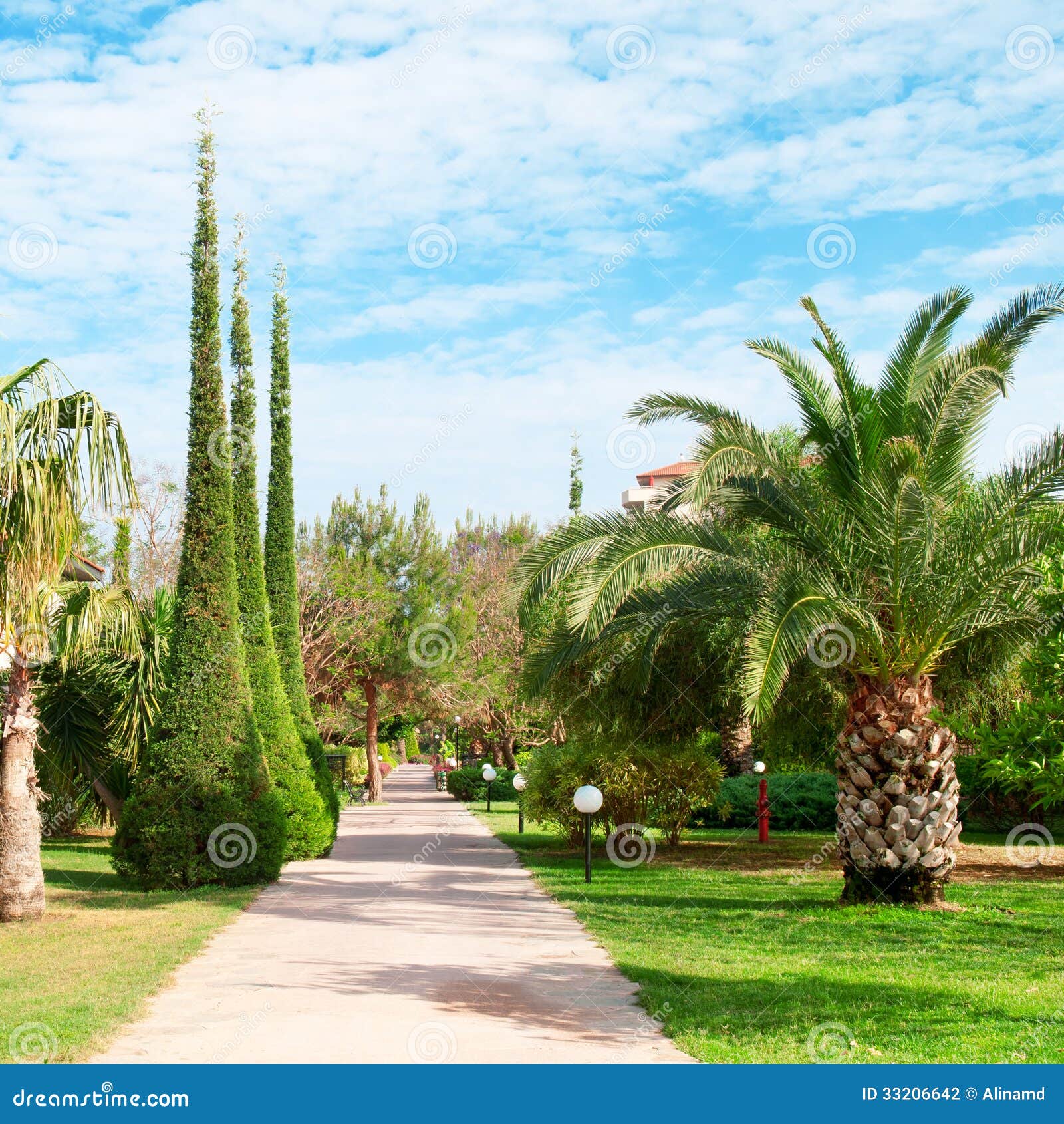 Aleia Com Palmeiras E Ciprestes Foto de Stock - Imagem de elevado ...