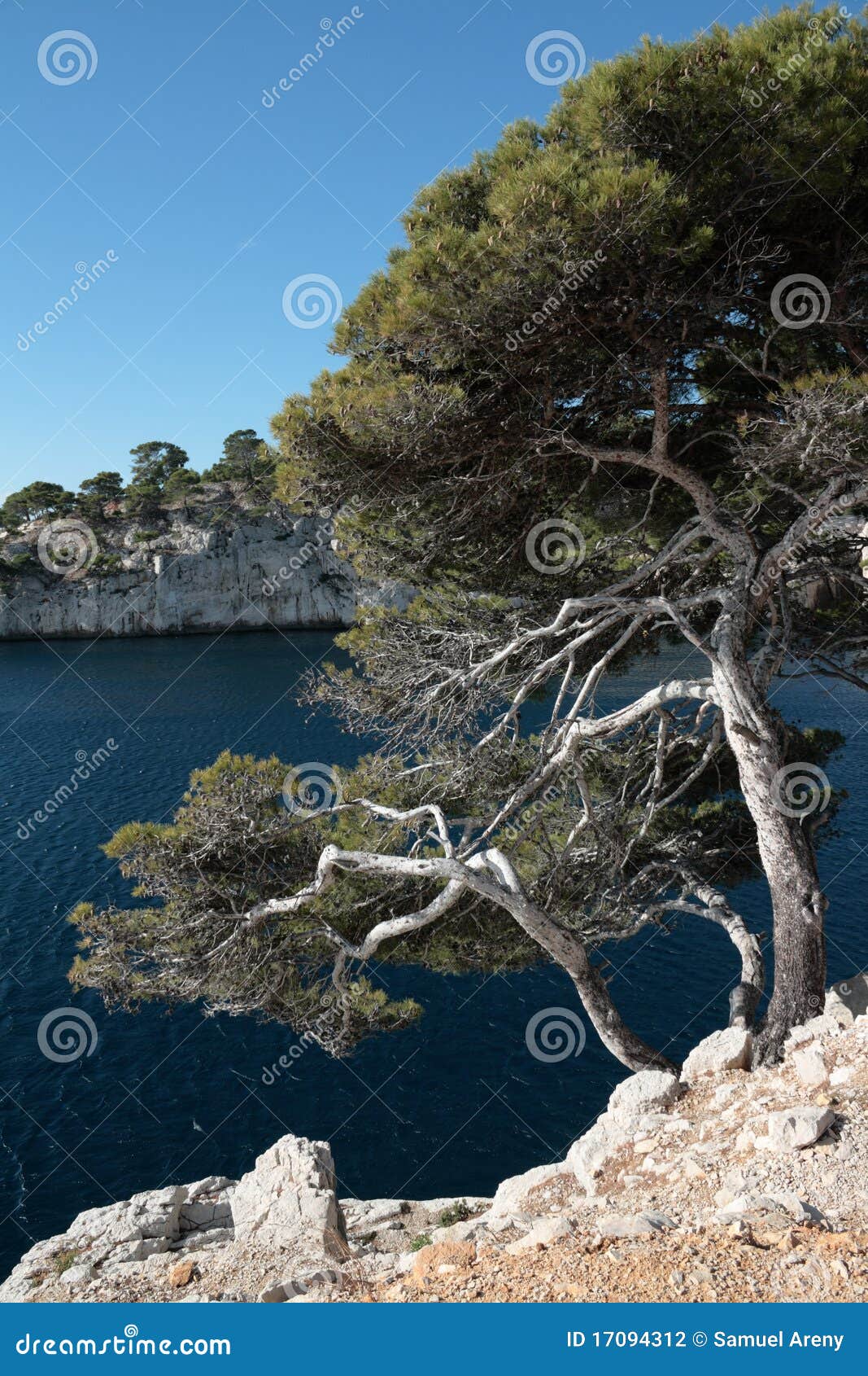 Aleppo Pine stock photo. Image of provence, pine, tree - 17094312