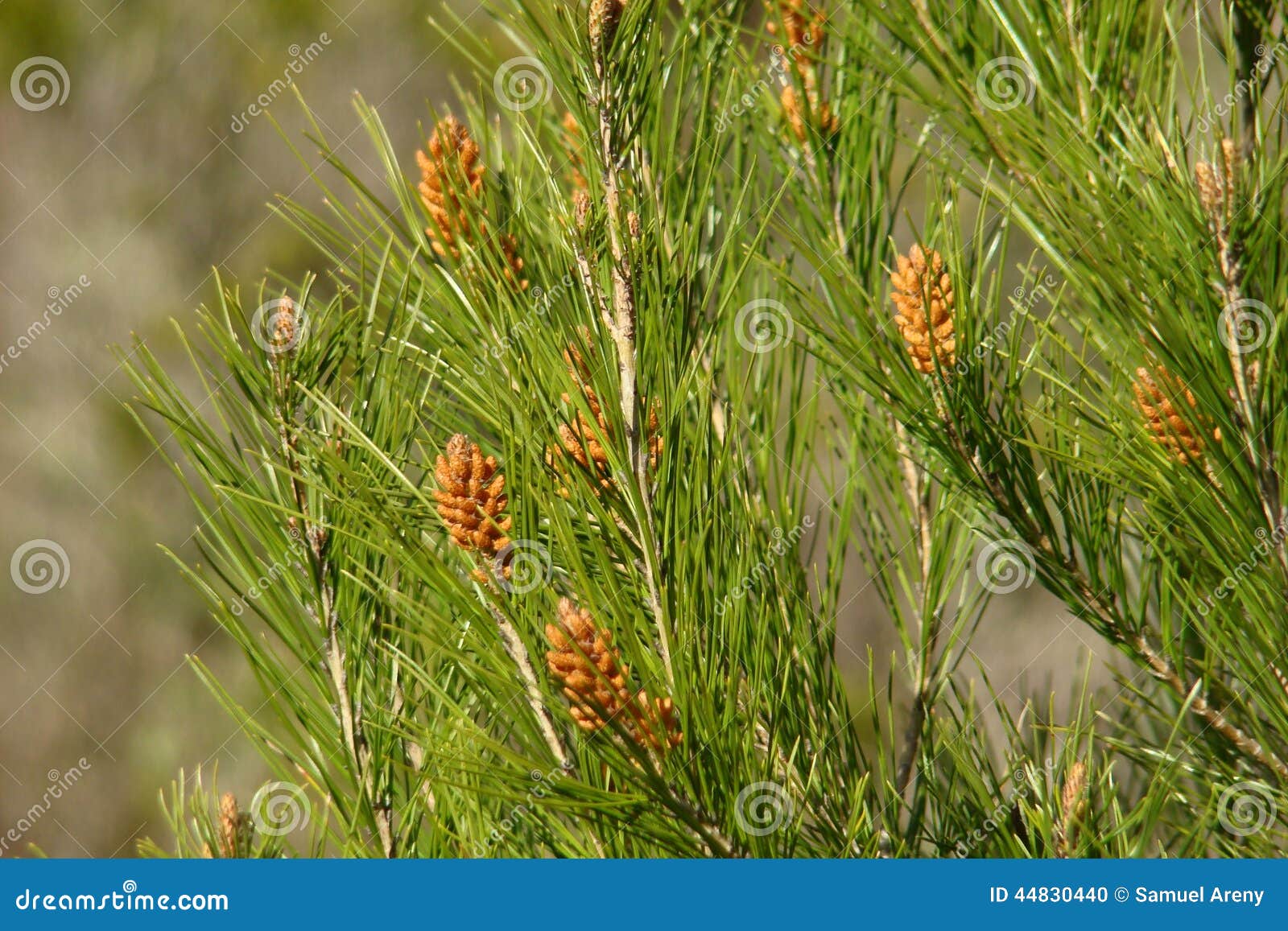 237 Aleppo Pine Forest Stock Photos - Free & Royalty-Free Stock Photos ...